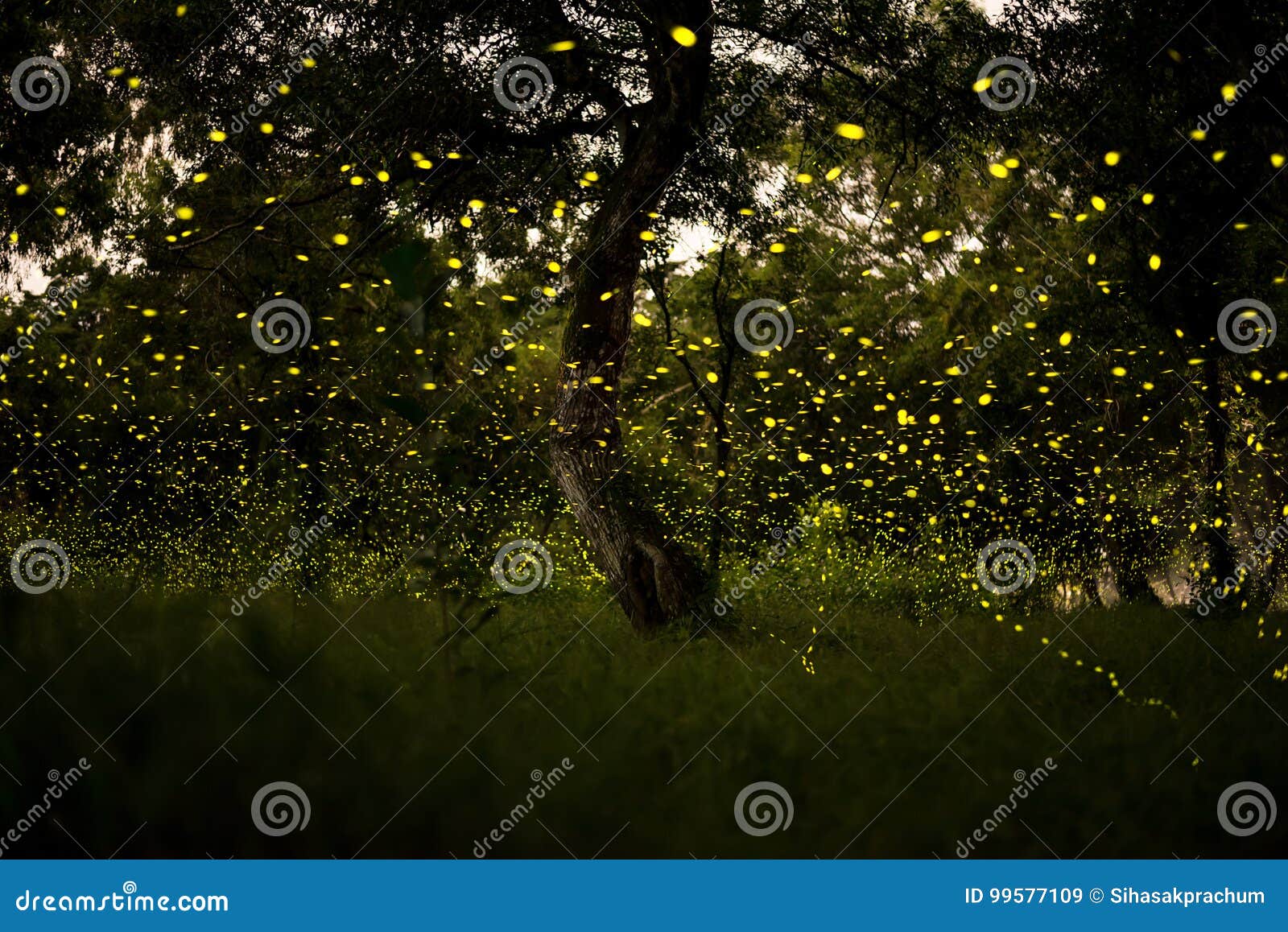 Fireflies In A Field Wallpaper