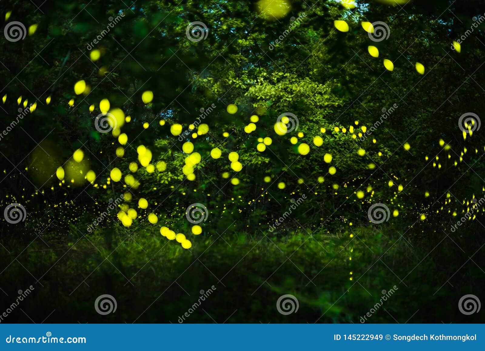 Firefly Flying in the Night Forest Stock Image - Image of nature ...