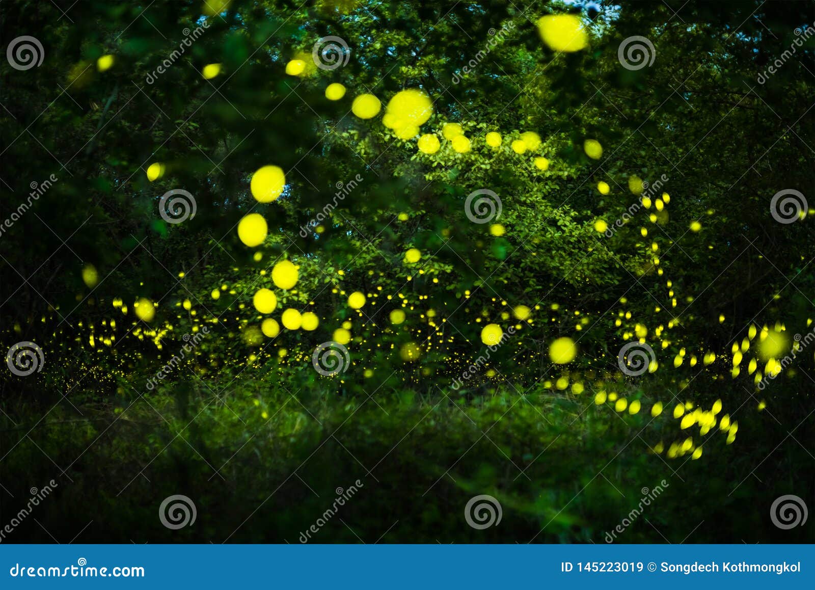 Lampyridae Firefly Larvae - Young Beetle Insect Royalty-Free Stock ...