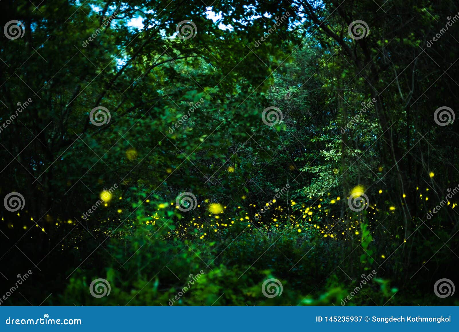 Firefly Flying in the Night Forest Stock Image - Image of insect ...