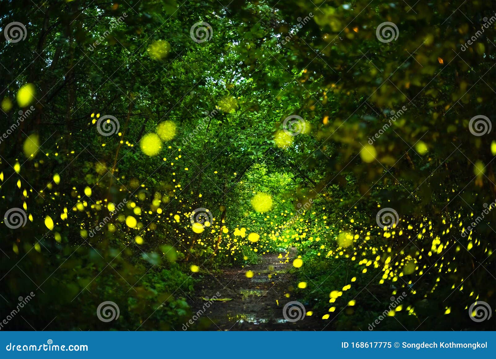 Firefly Flying at Night in the Forest Stock Image - Image of dusk ...