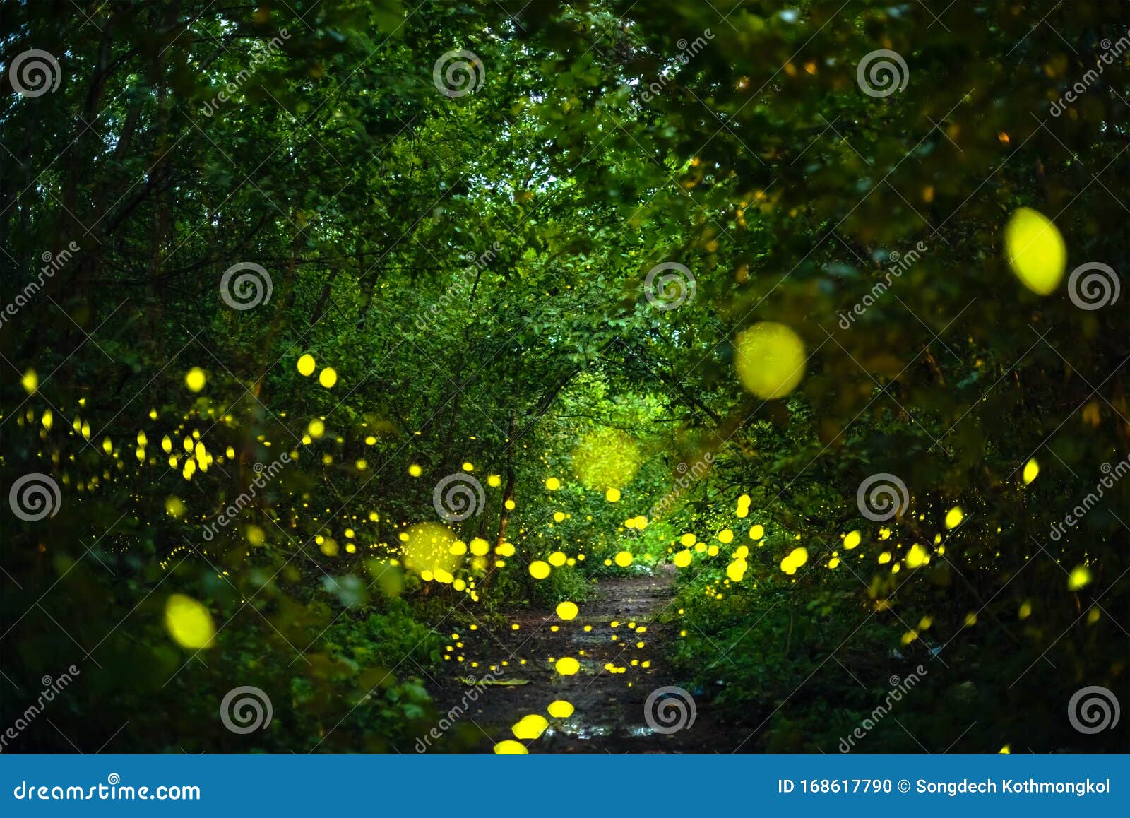 Firefly Flying at Night in the Forest Stock Photo - Image of scenery ...