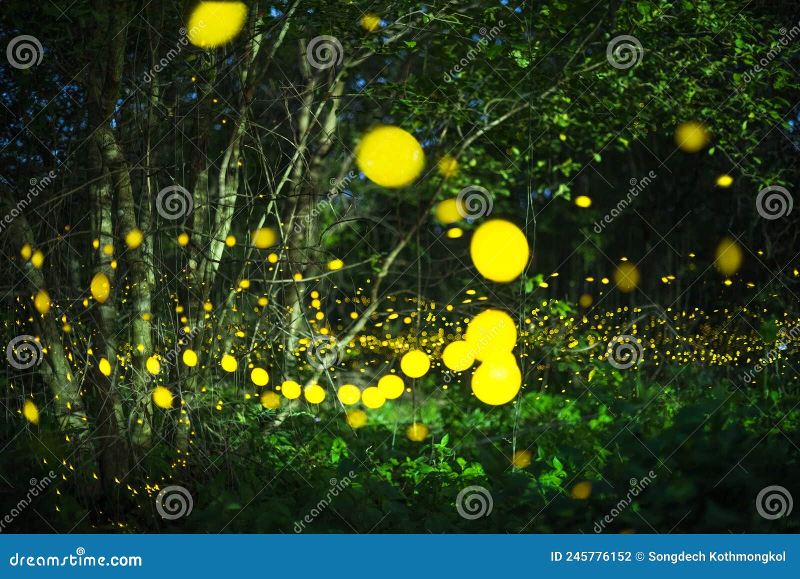 Firefly Flying at Night in the Forest Stock Photo - Image of landscape ...