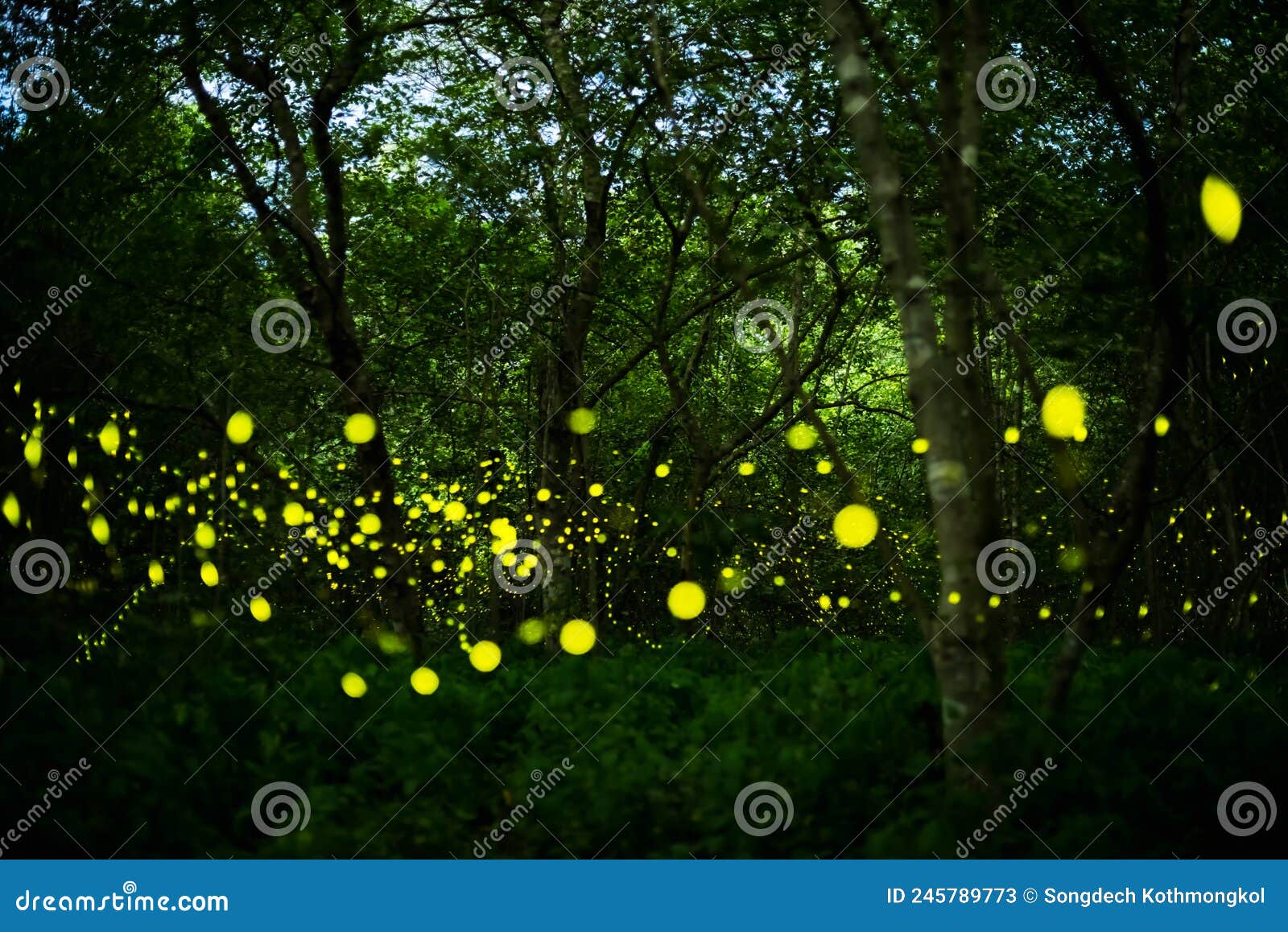 Firefly Flying at Night in the Forest Stock Image - Image of forest ...
