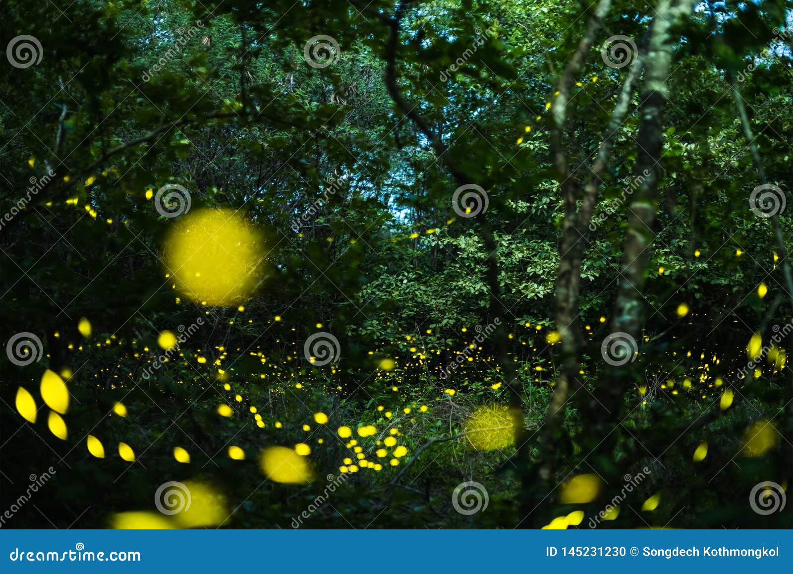 Firefly Flying at Night in the Forest Stock Photo - Image of season ...