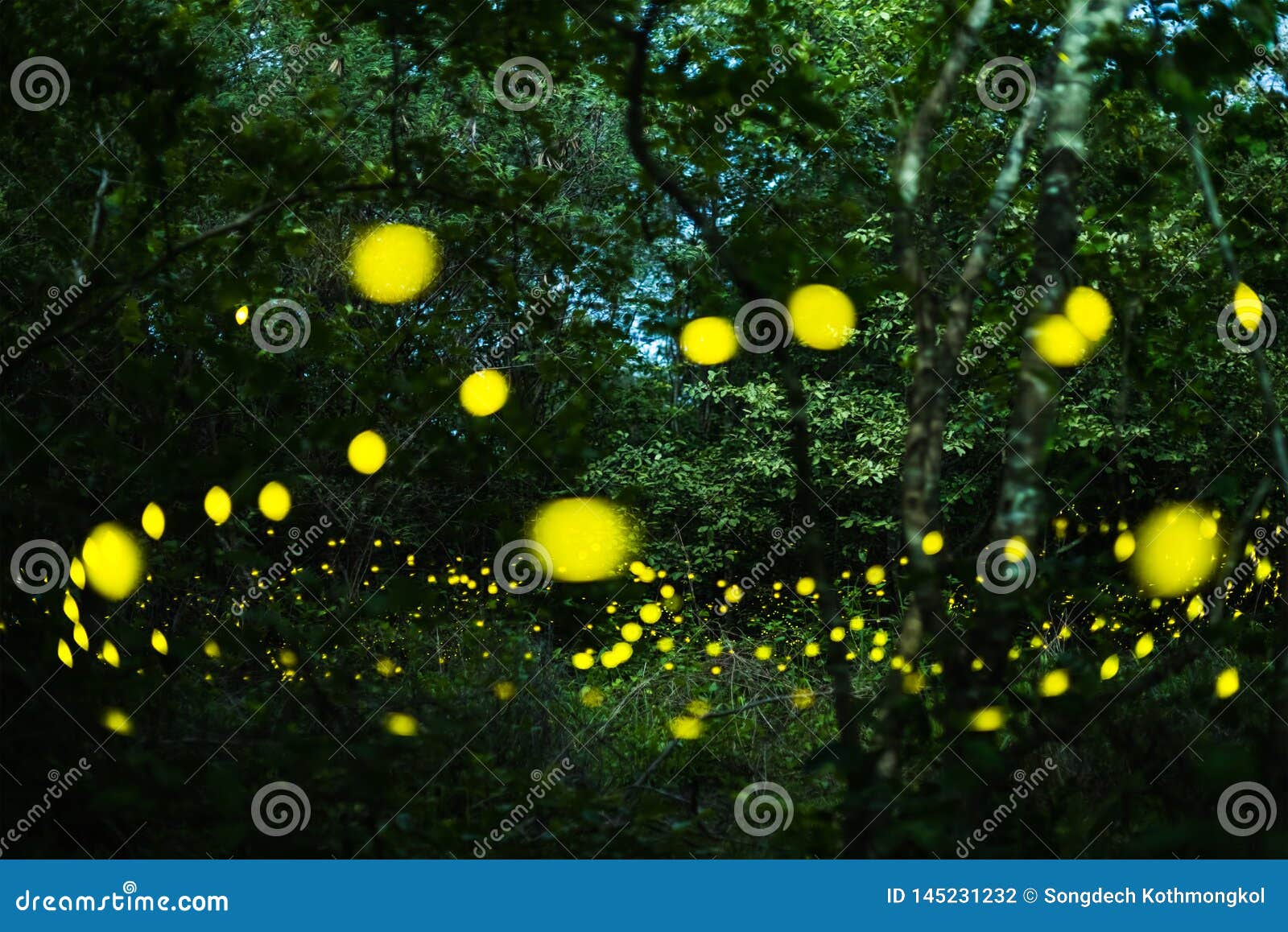 Firefly Flying at Night in the Forest Stock Photo - Image of animal ...