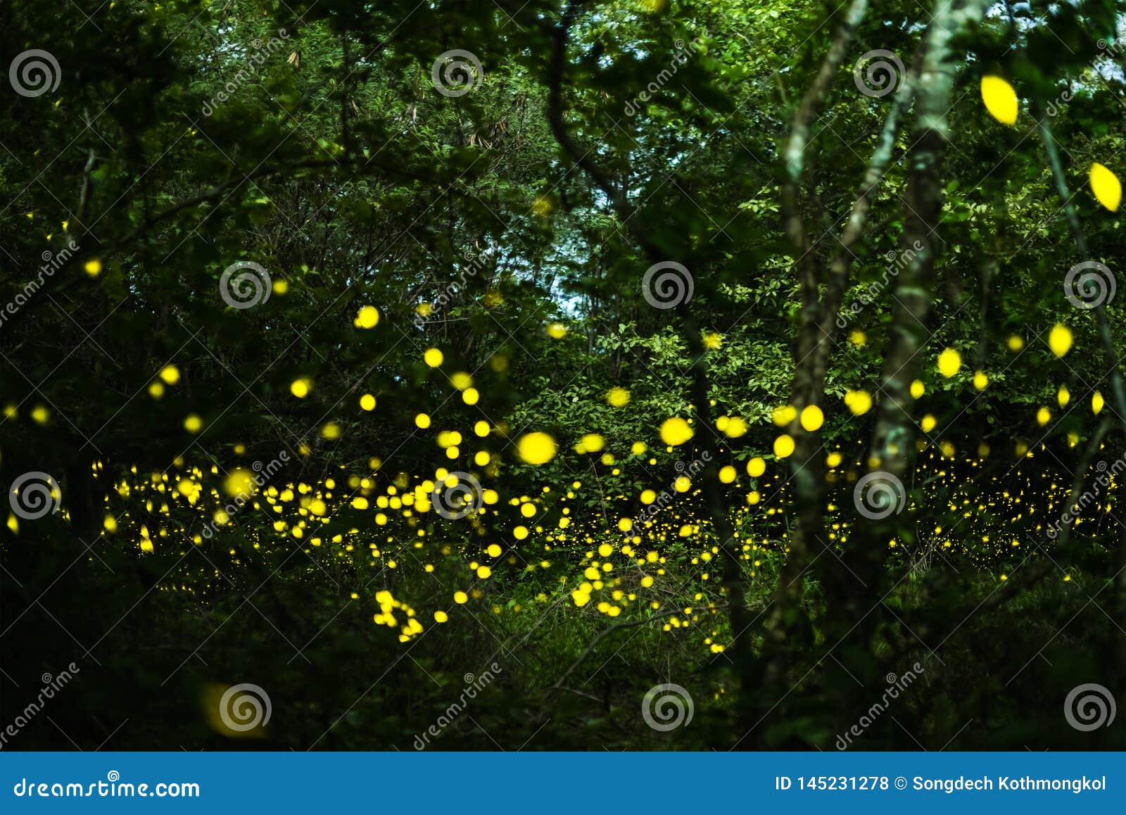 Firefly Flying at Night in the Forest Stock Photo - Image of night ...