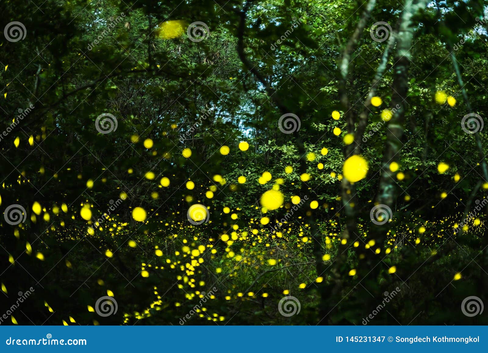 Firefly Flying at Night in the Forest Stock Image - Image of landscape ...