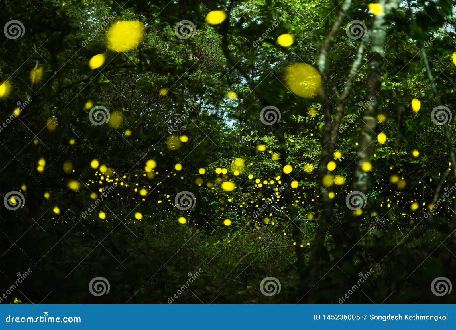 Firefly Flying at Night in the Forest Stock Image - Image of field ...