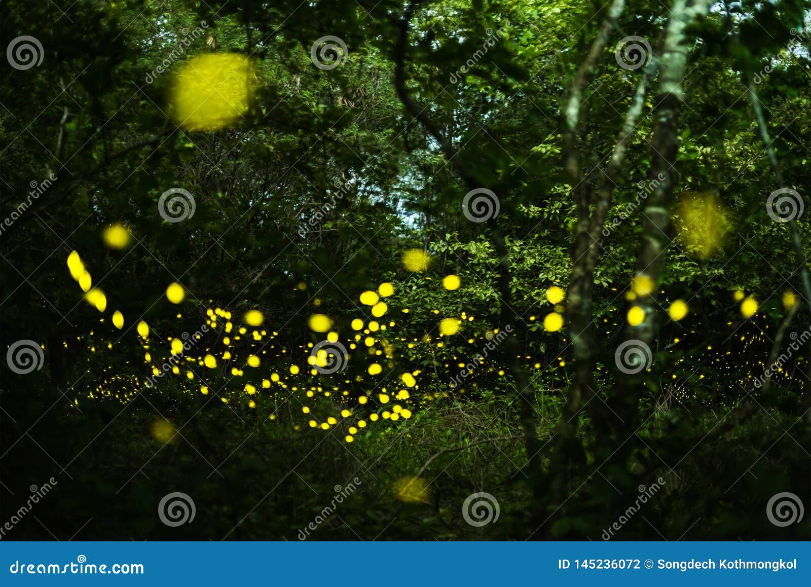 Firefly Flying at Night in the Forest Stock Photo - Image of twilight ...