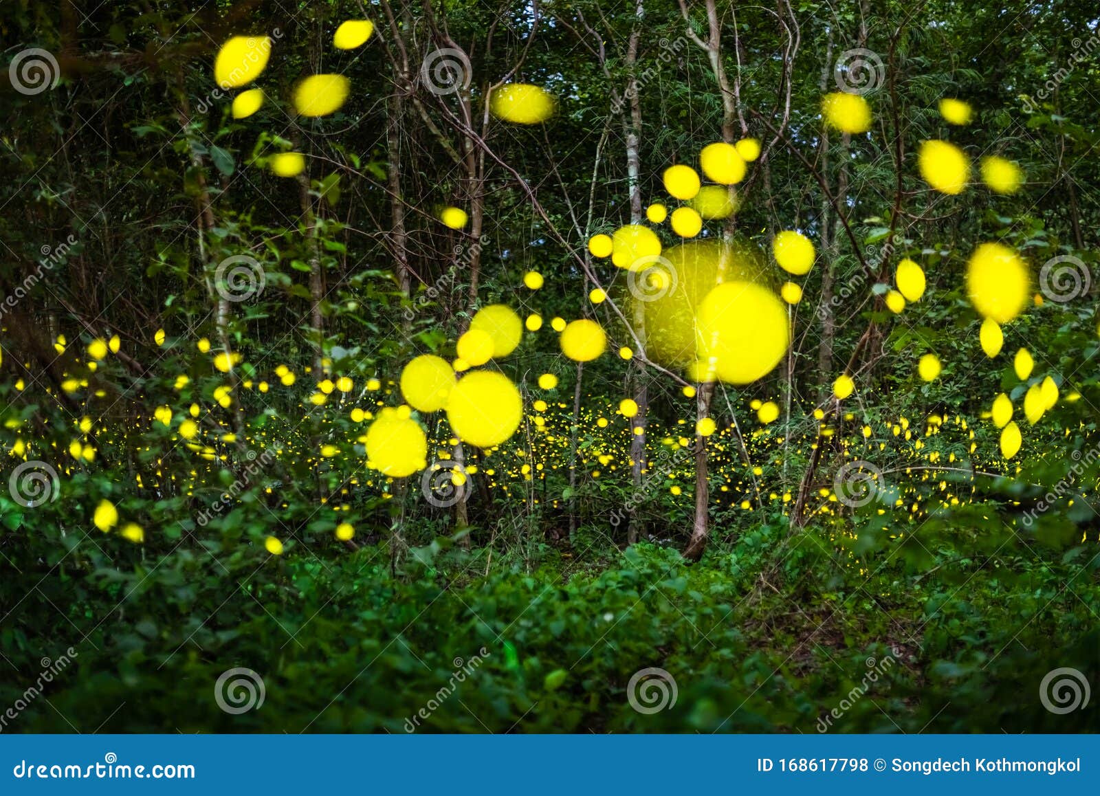 Firefly Flying at Night in the Forest Stock Photo - Image of bush ...