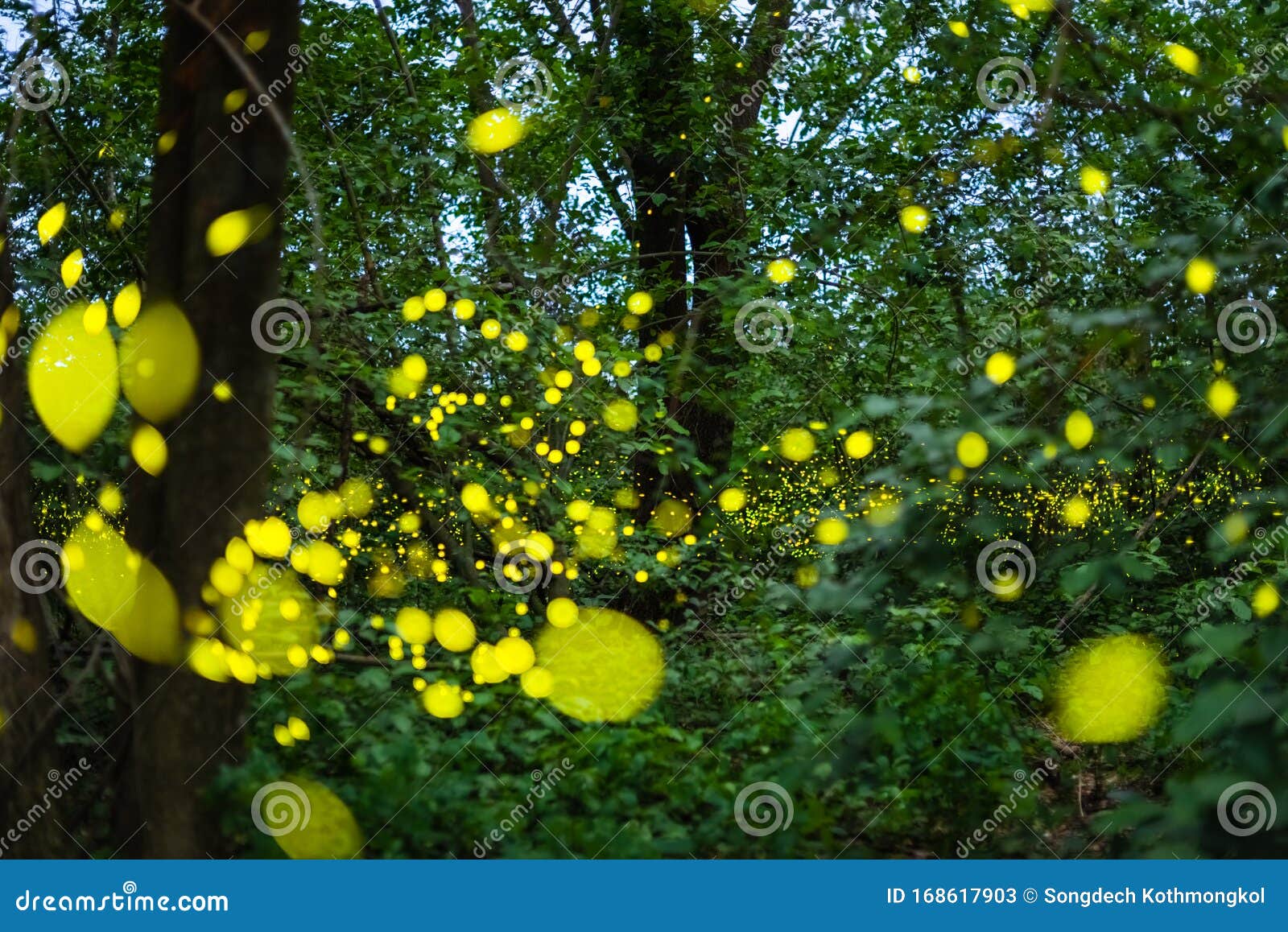 Firefly Flying at Night in the Forest Stock Image - Image of ...