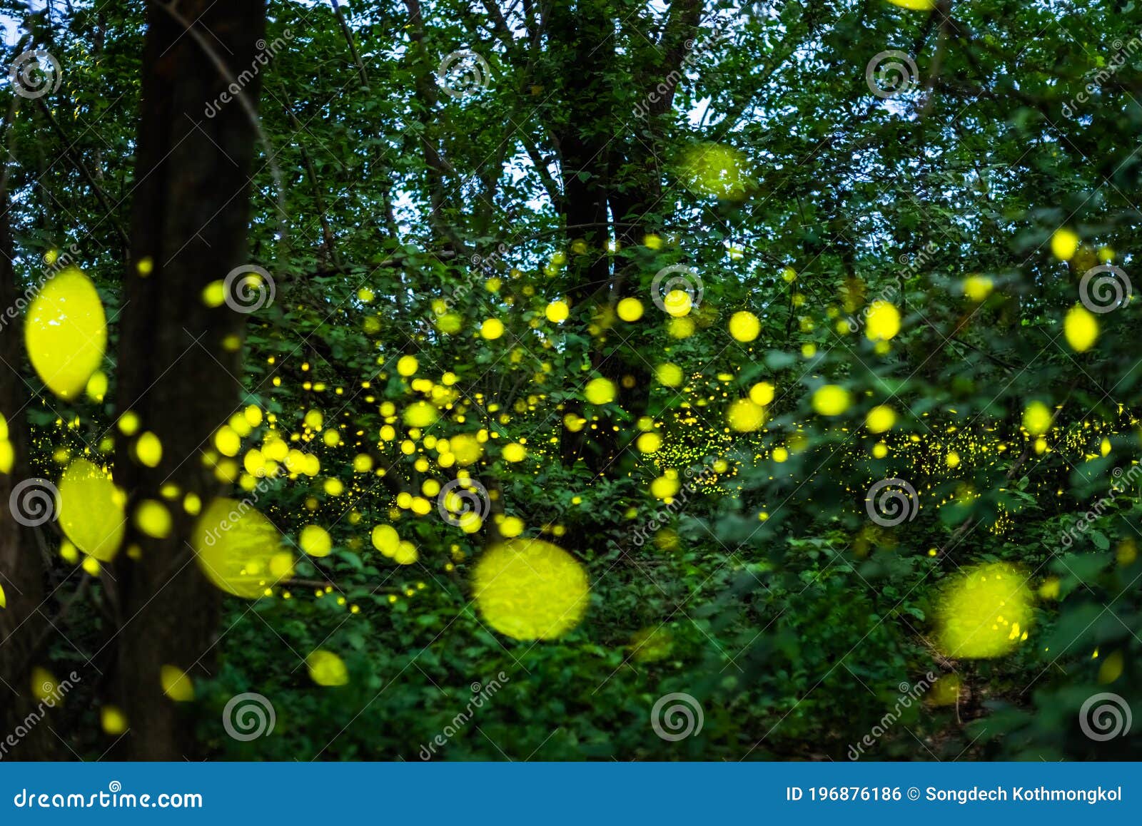 Firefly Flying at Night in the Forest Stock Photo - Image of garden ...