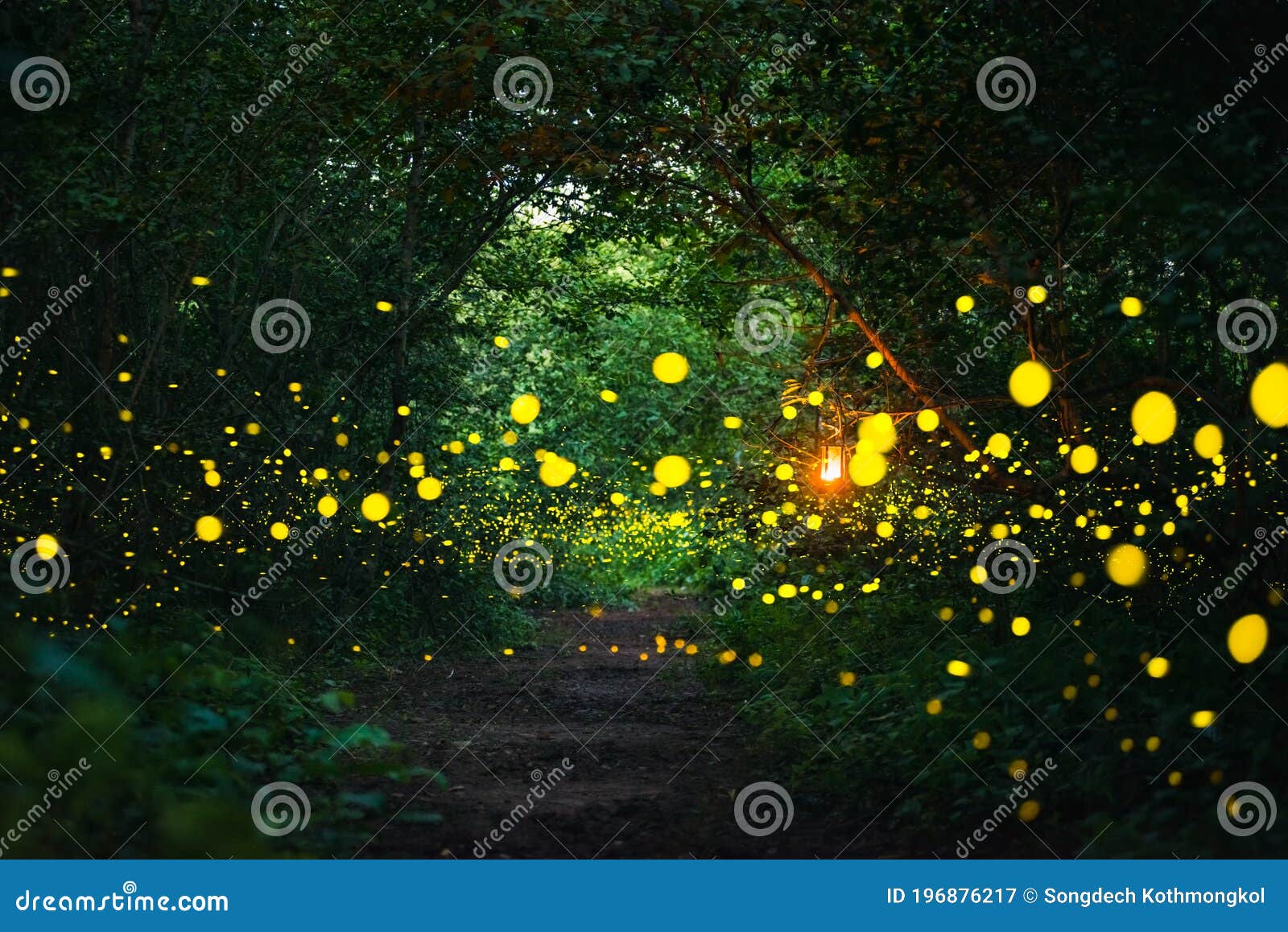 Firefly Flying at Night in the Forest Stock Image - Image of nature ...