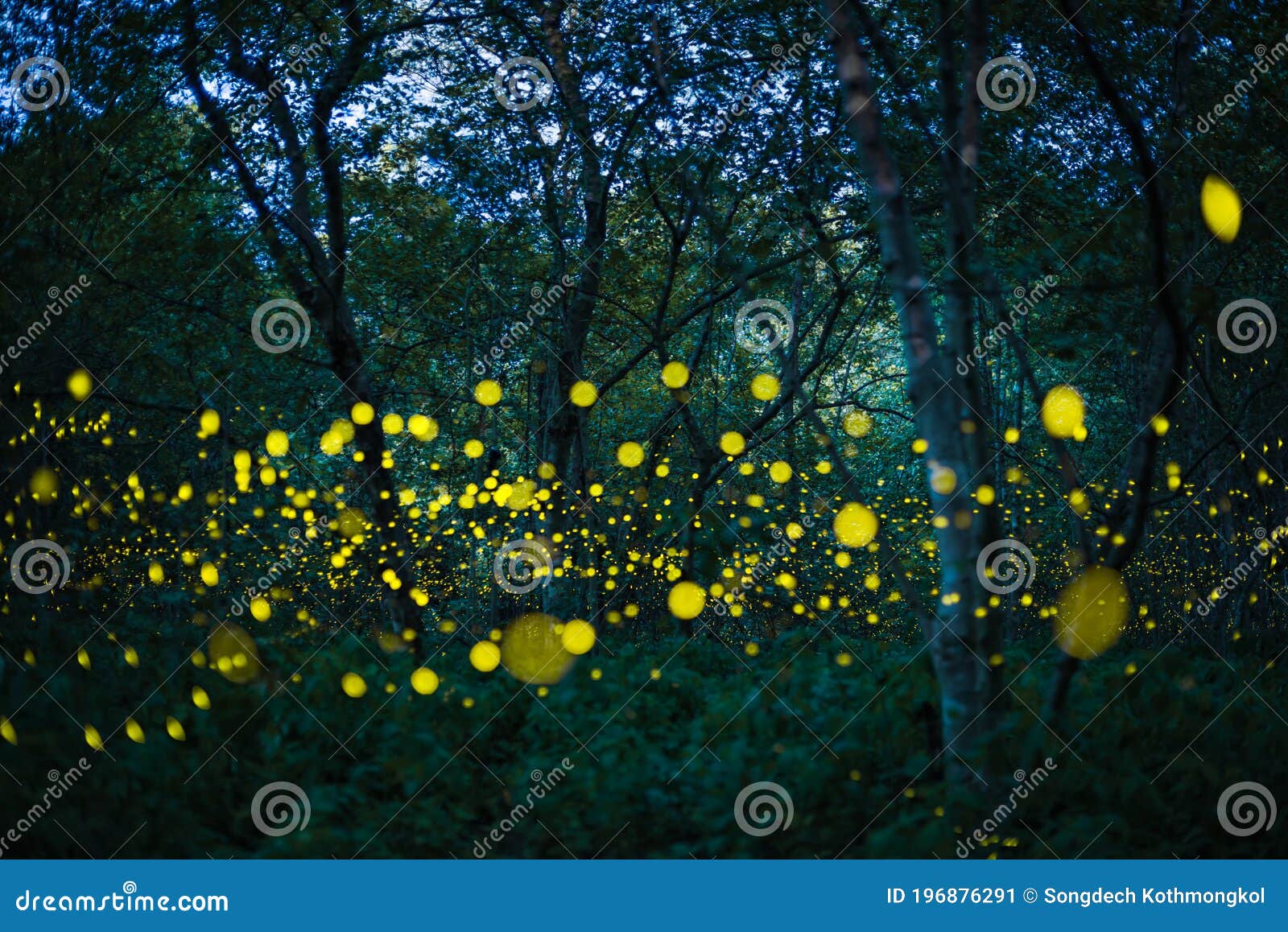 Firefly Flying at Night in the Forest Stock Image - Image of landscape ...