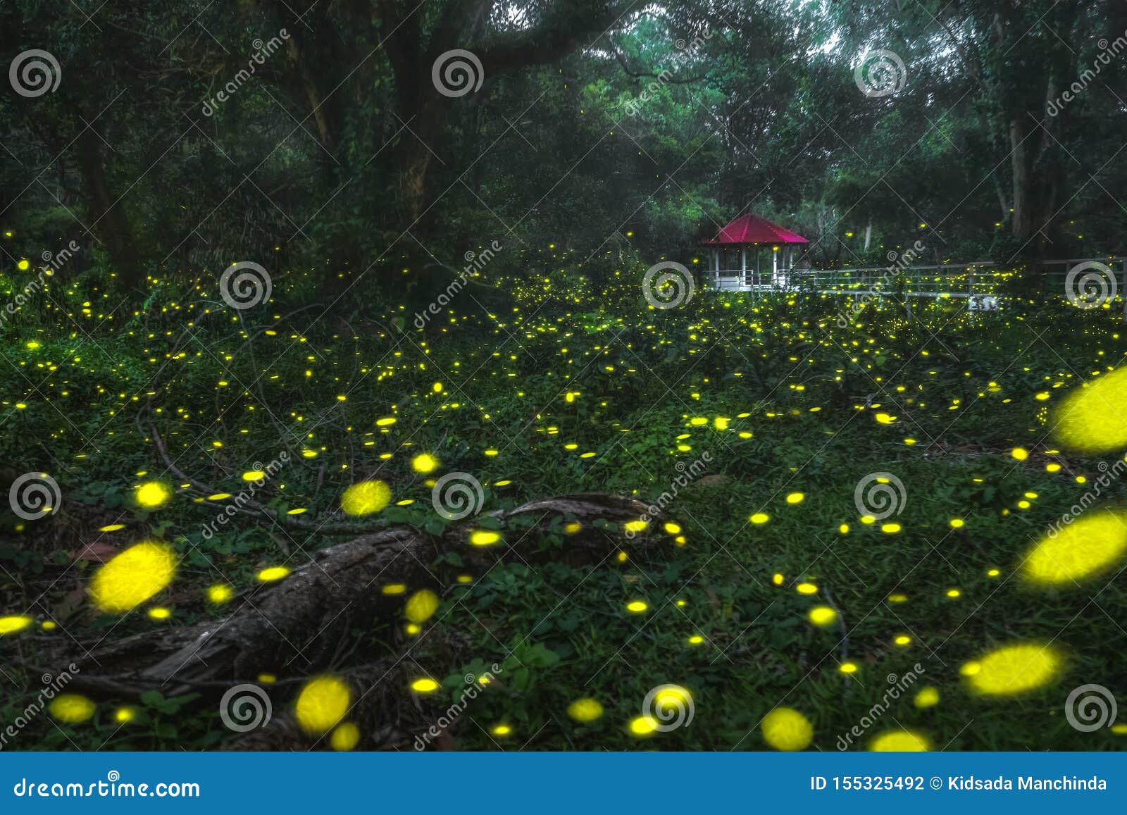 Firefly Or Fireflies Flying In The Forest At Night Time In Prachinburi ...