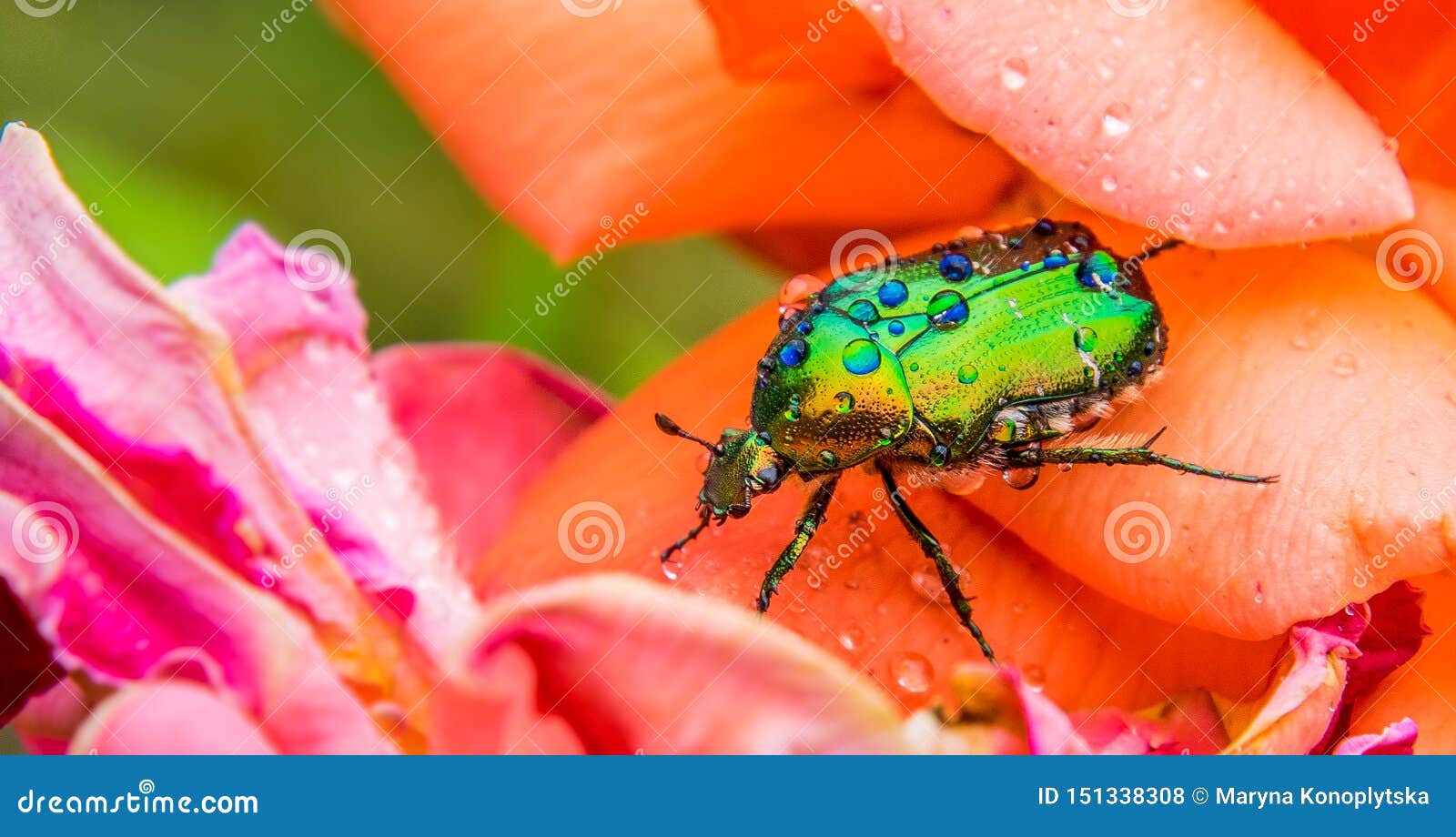 49,124 Summer Beetle Stock Photos - Free & Royalty-Free Stock Photos ...