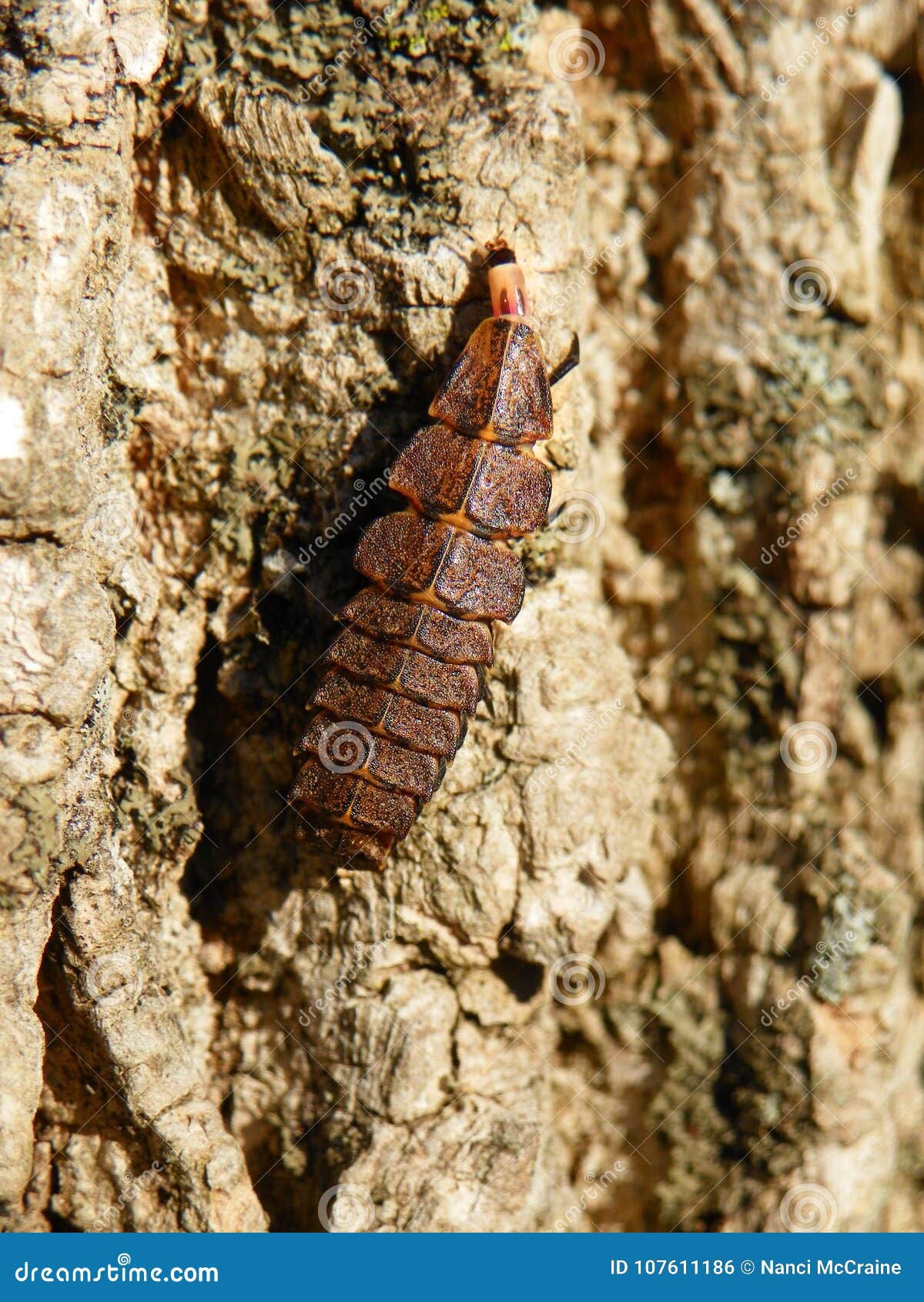 Firefly Larva, or Glow Worm, Crawling on Tree Bark Stock Photo - Image ...