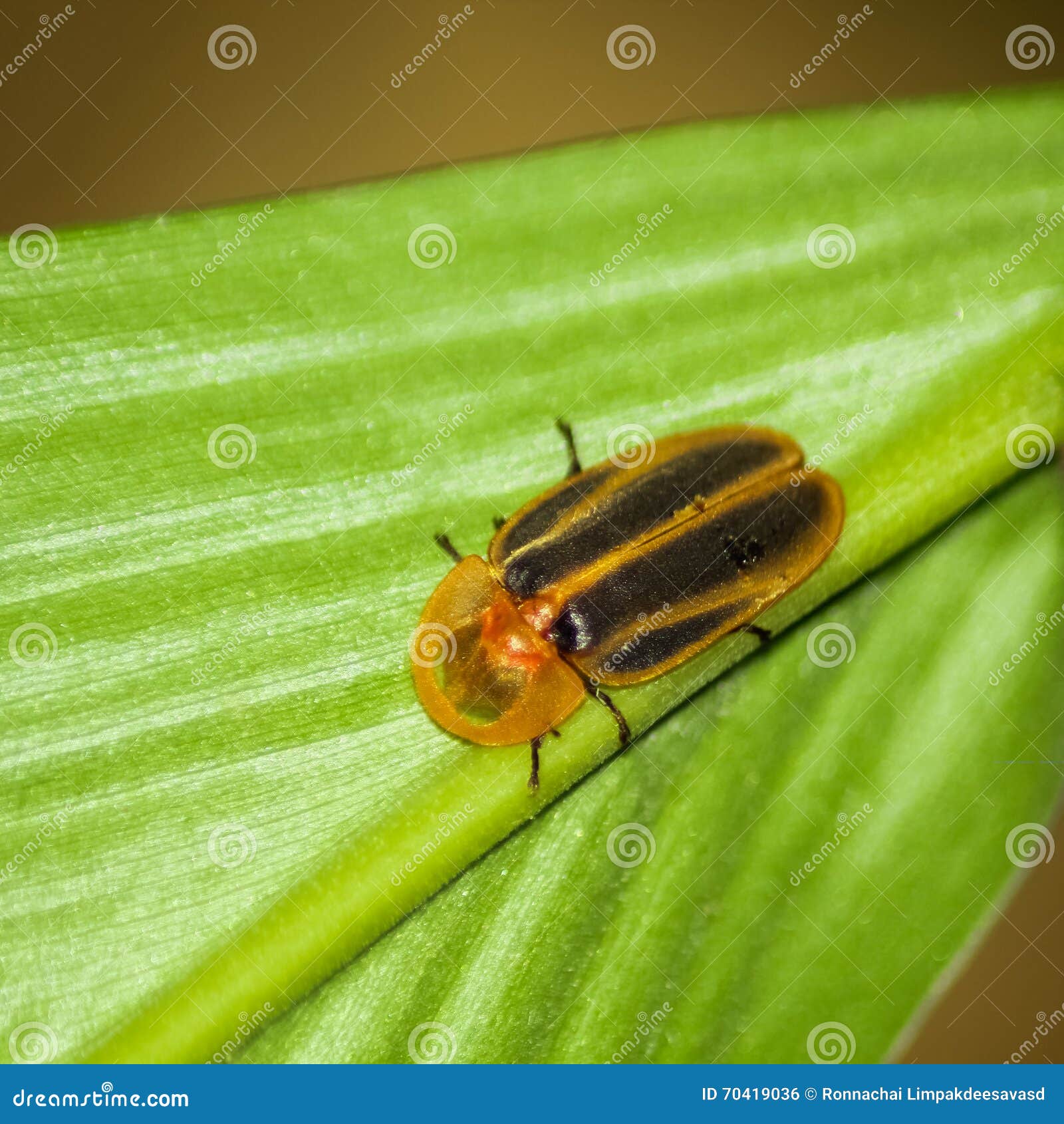 Firefly, lightning bug stock photo. Image of season, wildlife - 70419036