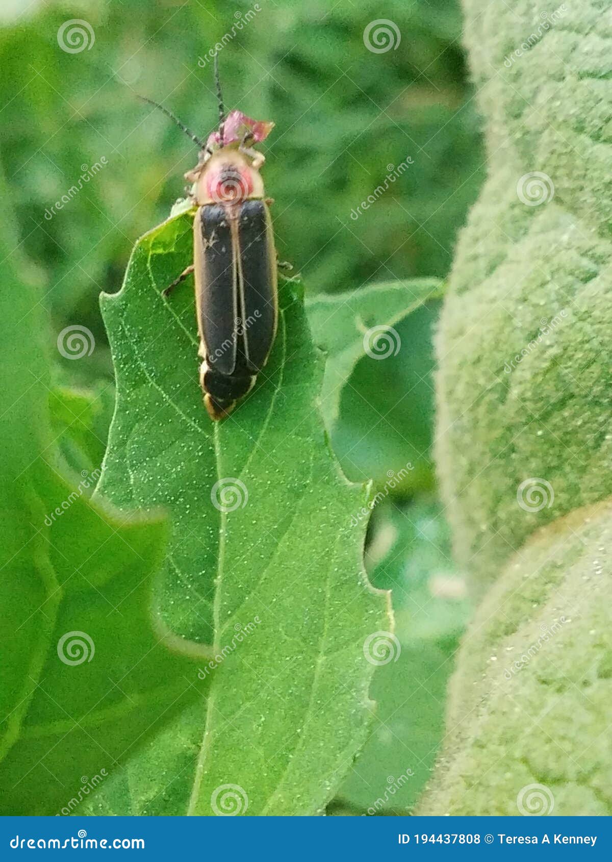 Firefly Lightning Bug Insect on Leaf Stock Photo - Image of ...
