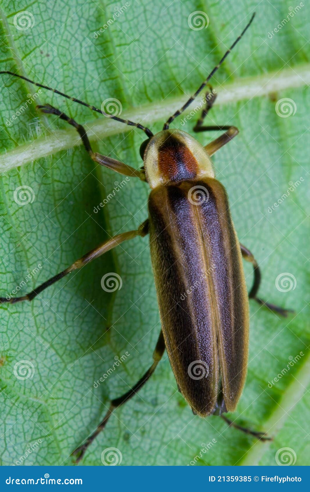 Firefly - Lightning Bug On Leaf Royalty-Free Stock Photo ...