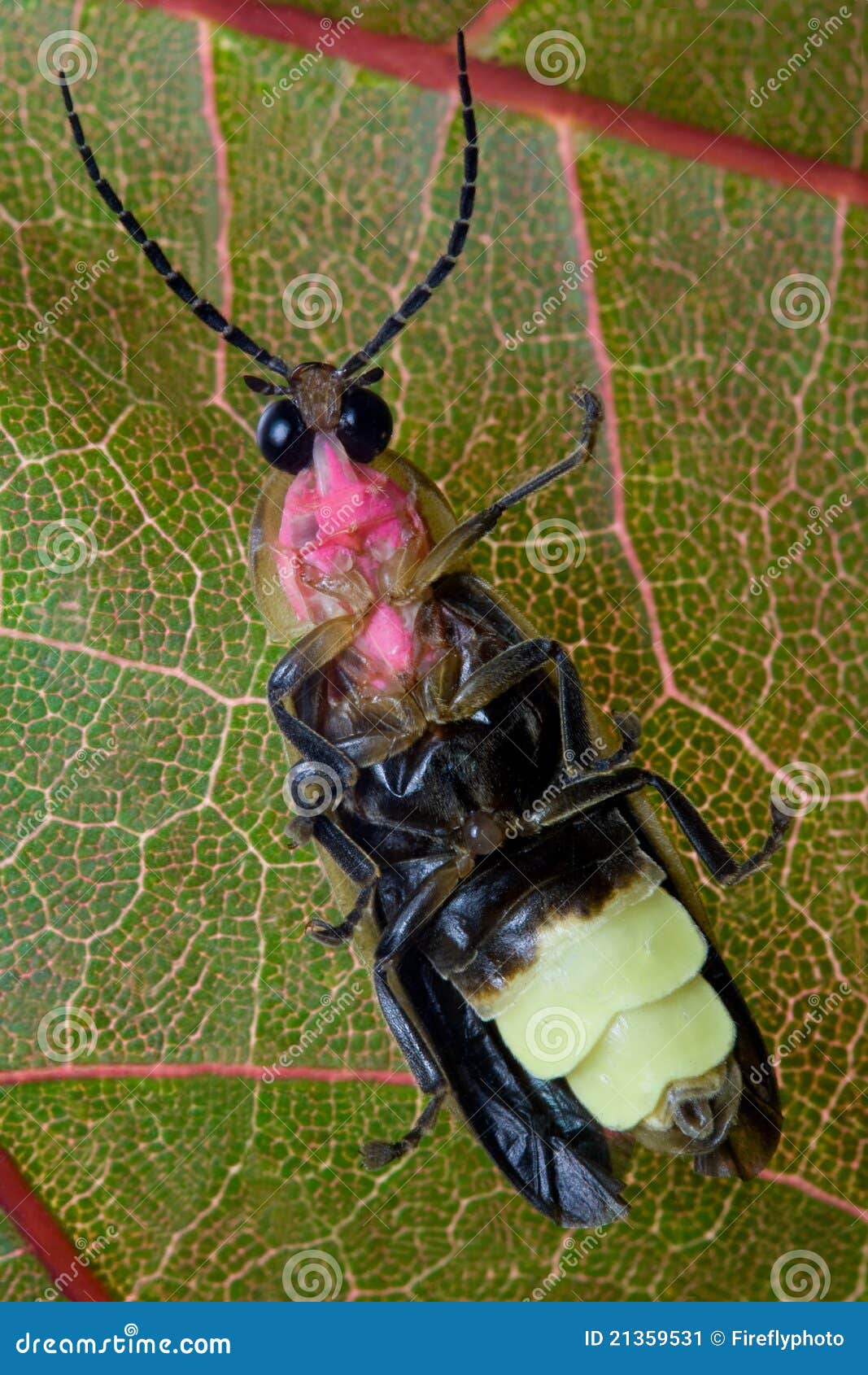 Firefly - Lightning Bug On Leaf Royalty-Free Stock Photo ...