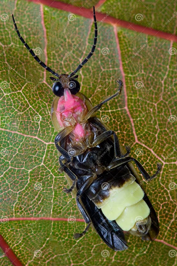 Firefly - Lightning Bug on Leaf Stock Image - Image of luminescence ...