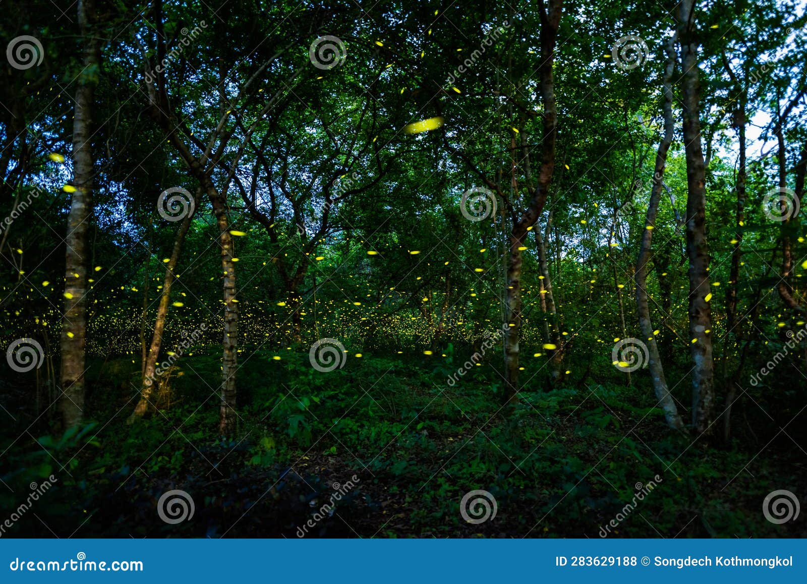Firefly Lightning Bug in the Rainforest at Night Stock Photo - Image of glow, lightning: 283629188