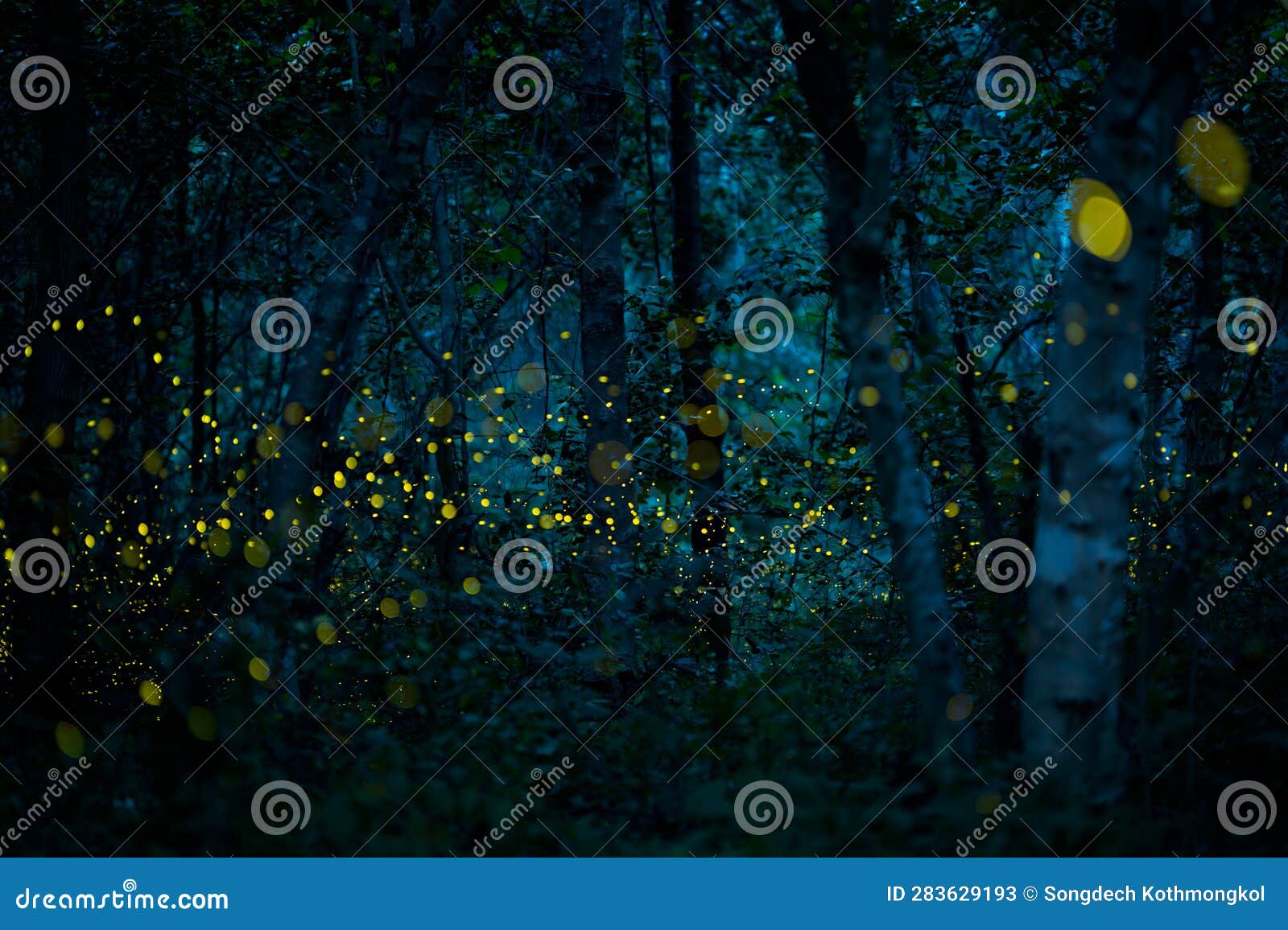 Firefly Lightning Bug in the Rainforest at Night Stock Image - Image of ...