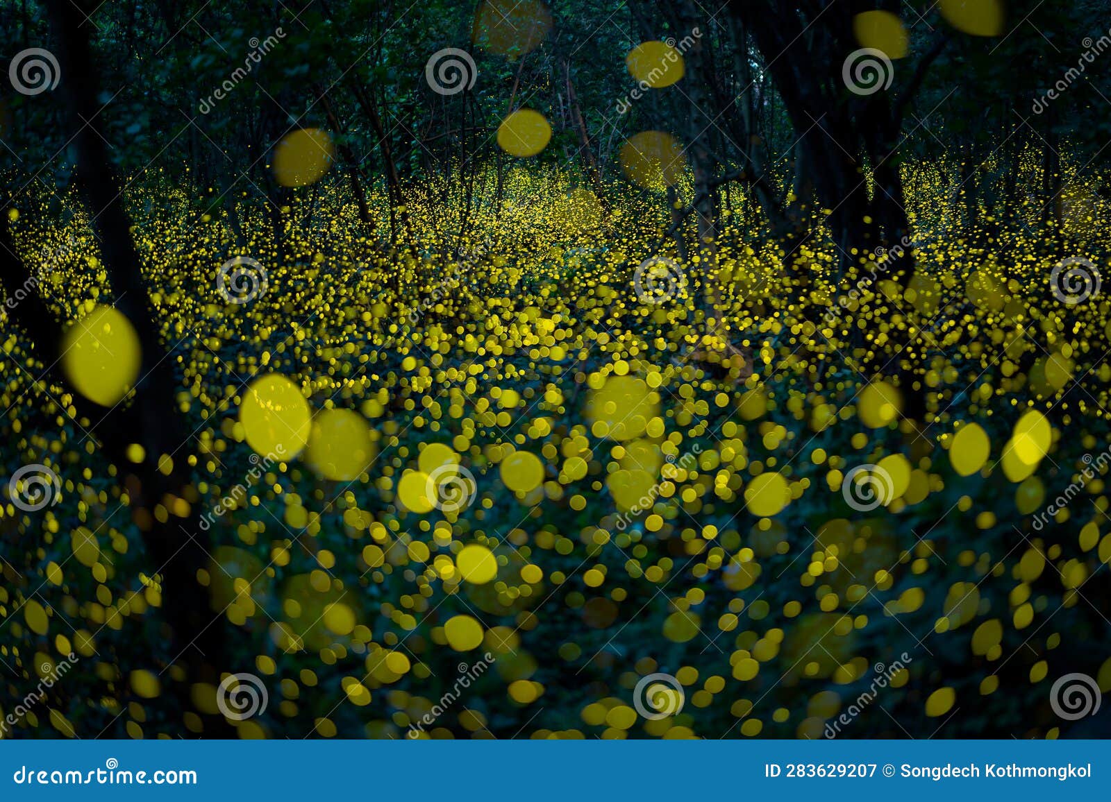 Firefly Lightning Bug in the Rainforest at Night Stock Image - Image of ...