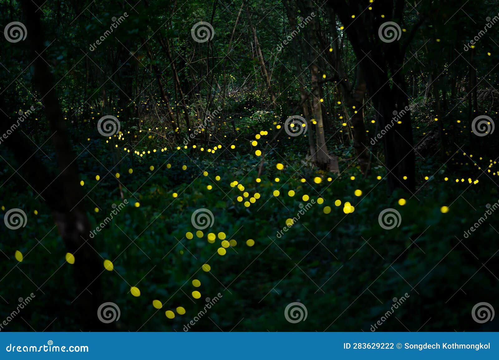 Firefly Lightning Bug in the Rainforest at Night Stock Photo - Image of ...