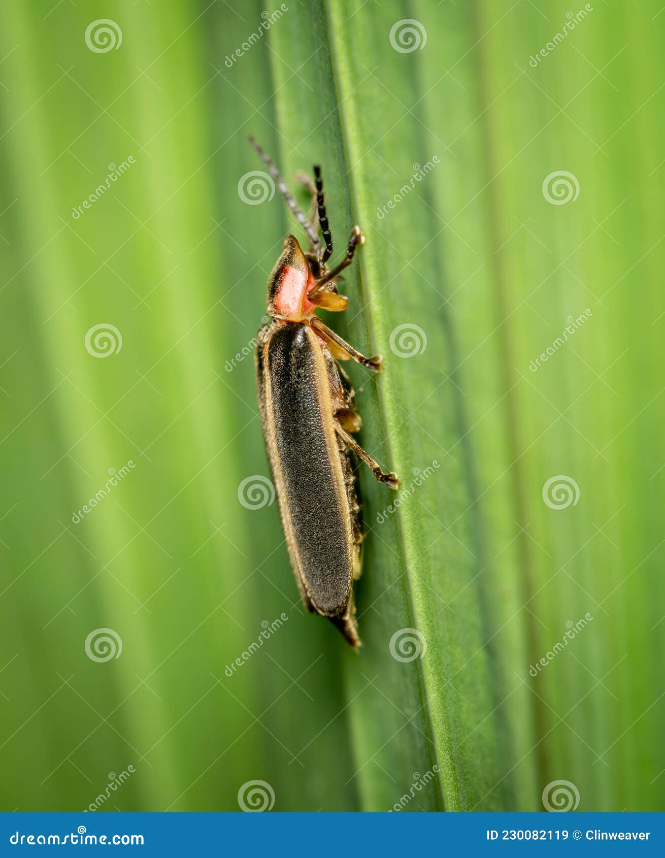 Firefly or Lightning Bug stock image. Image of summer - 230082119