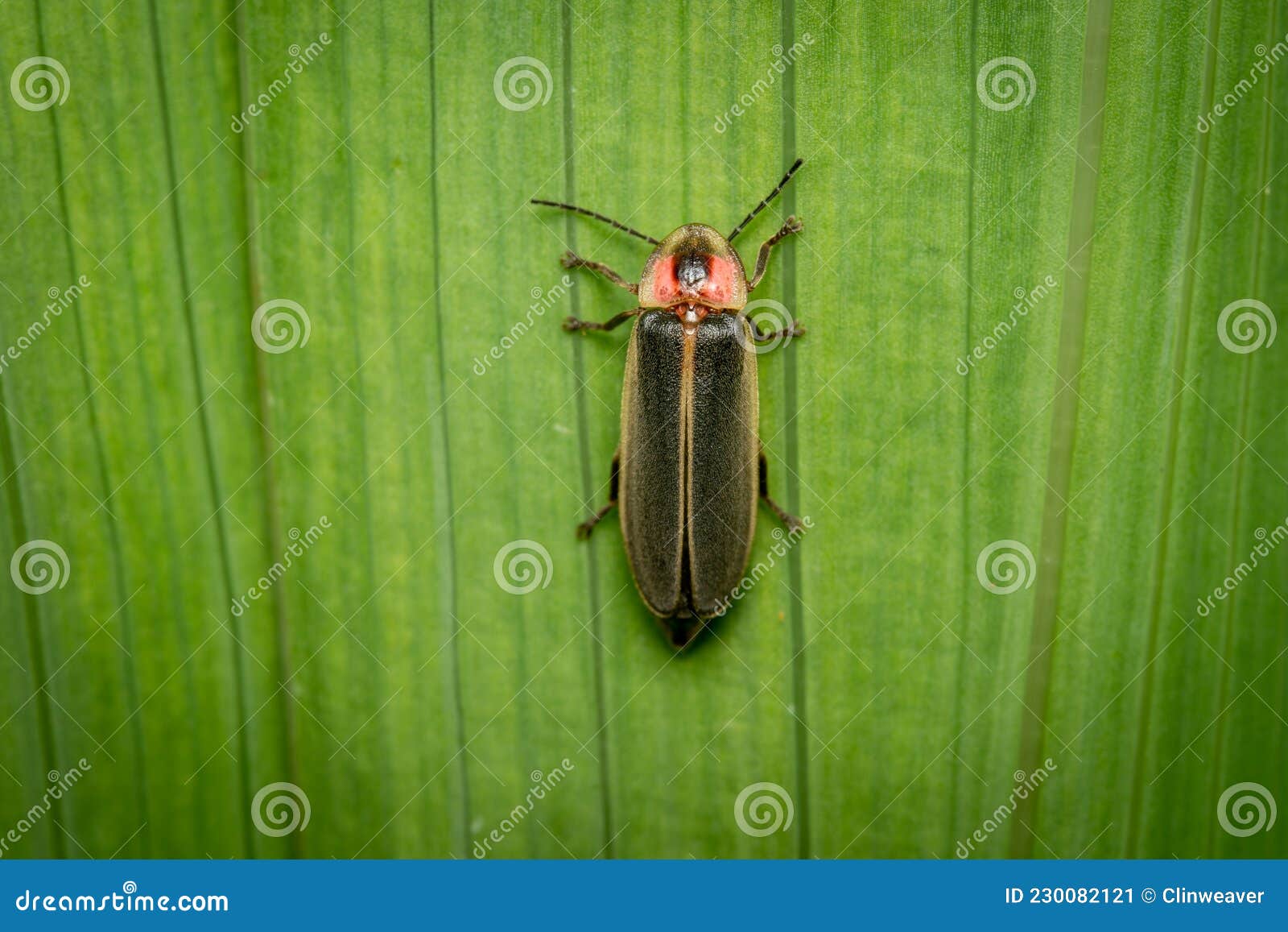 Firefly or Lightning Bug stock image. Image of wings - 230082121