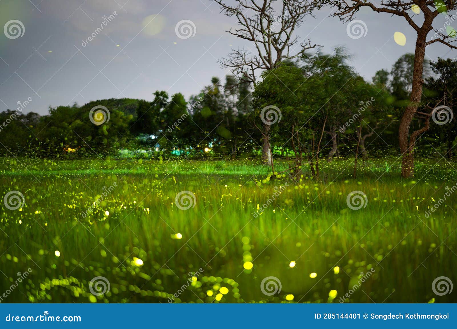 Firefly, Lightning Bugs Flying in the Field at Night Stock Image ...