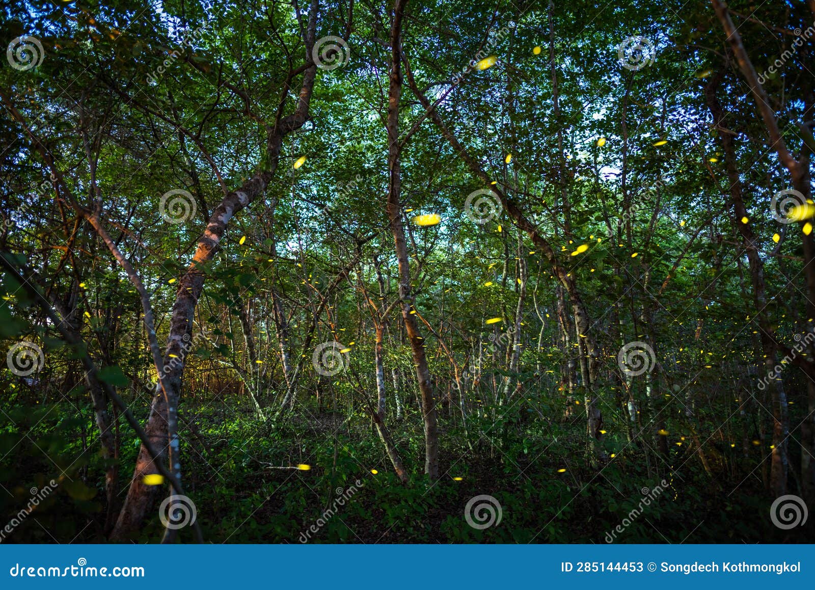 Firefly, Lightning Bugs Flying at Night in the Forest Stock Image ...