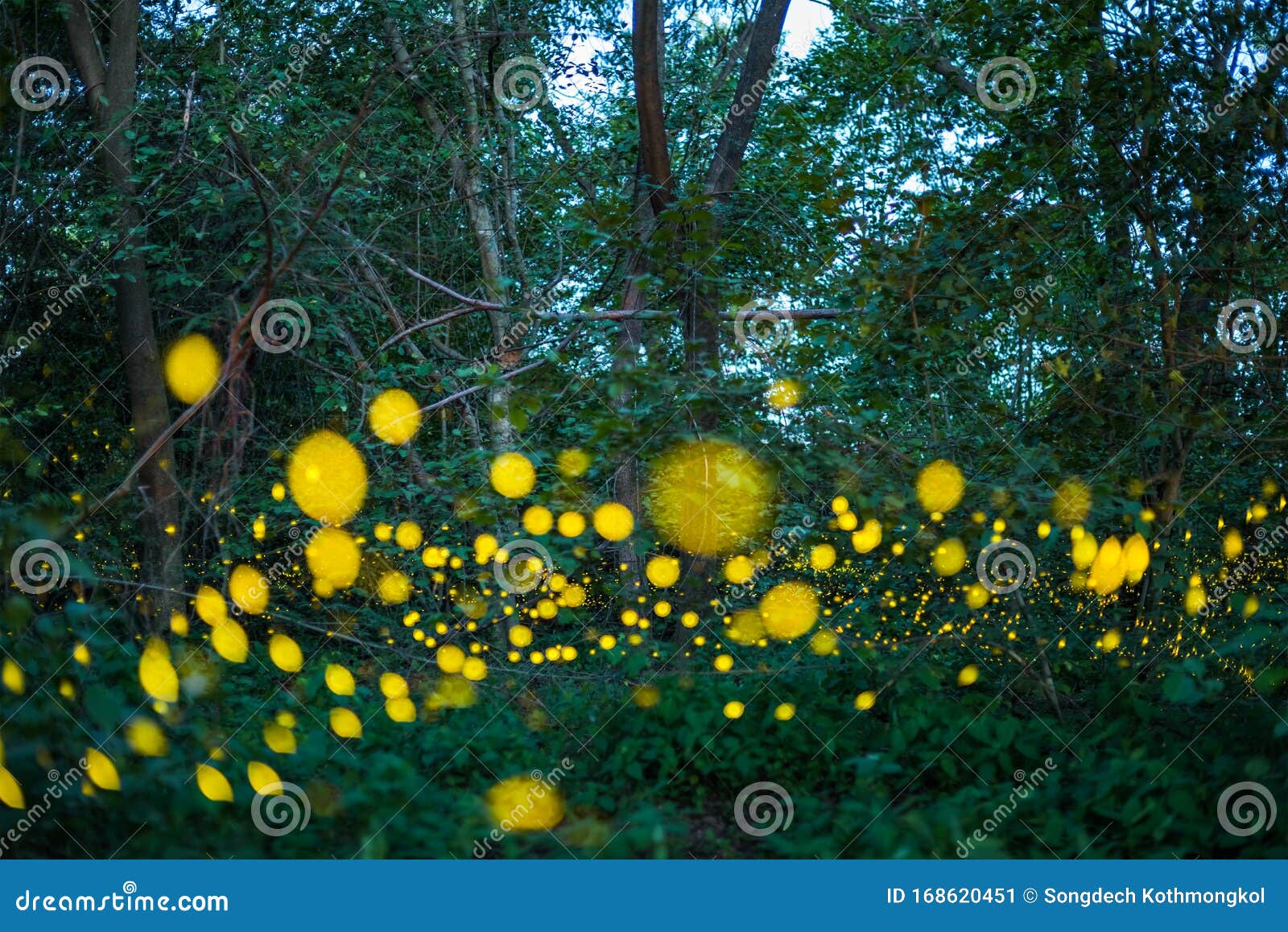 Firefly Flying at Night in the Forest Stock Image - Image of light ...