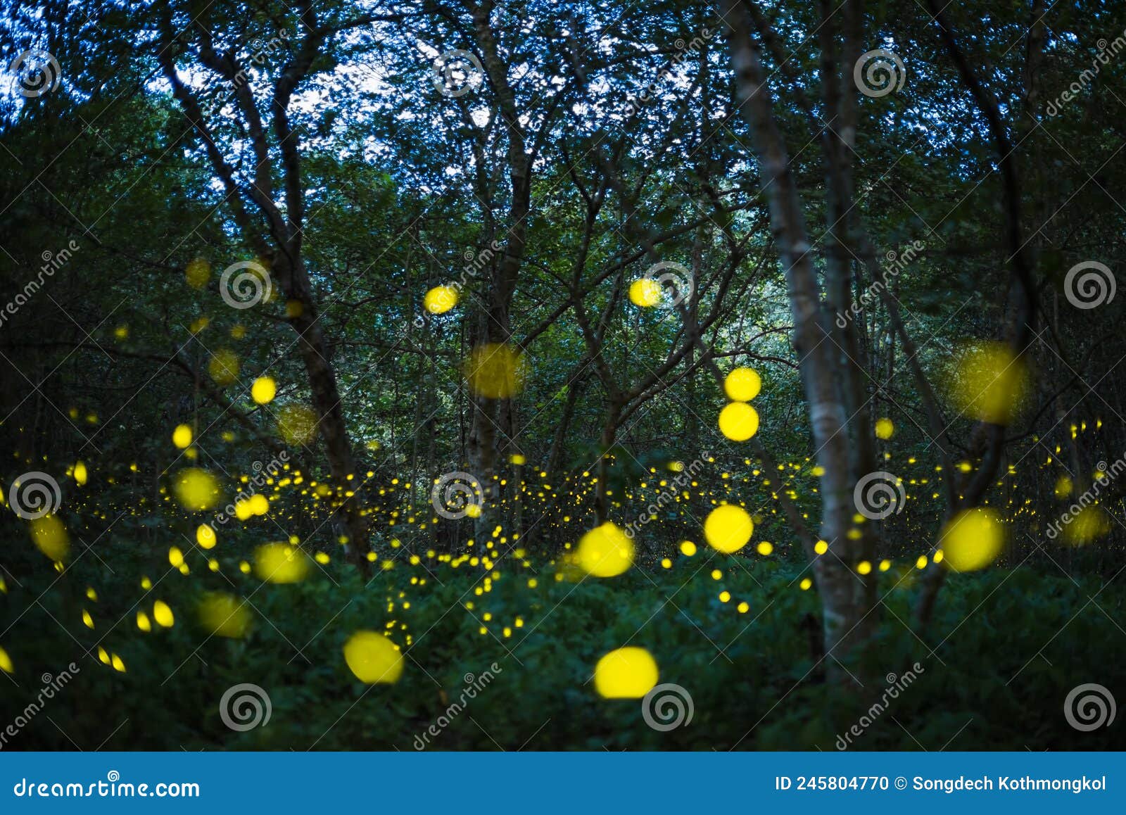 Firefly Flying at Night in the Forest Stock Photo - Image of firefly ...