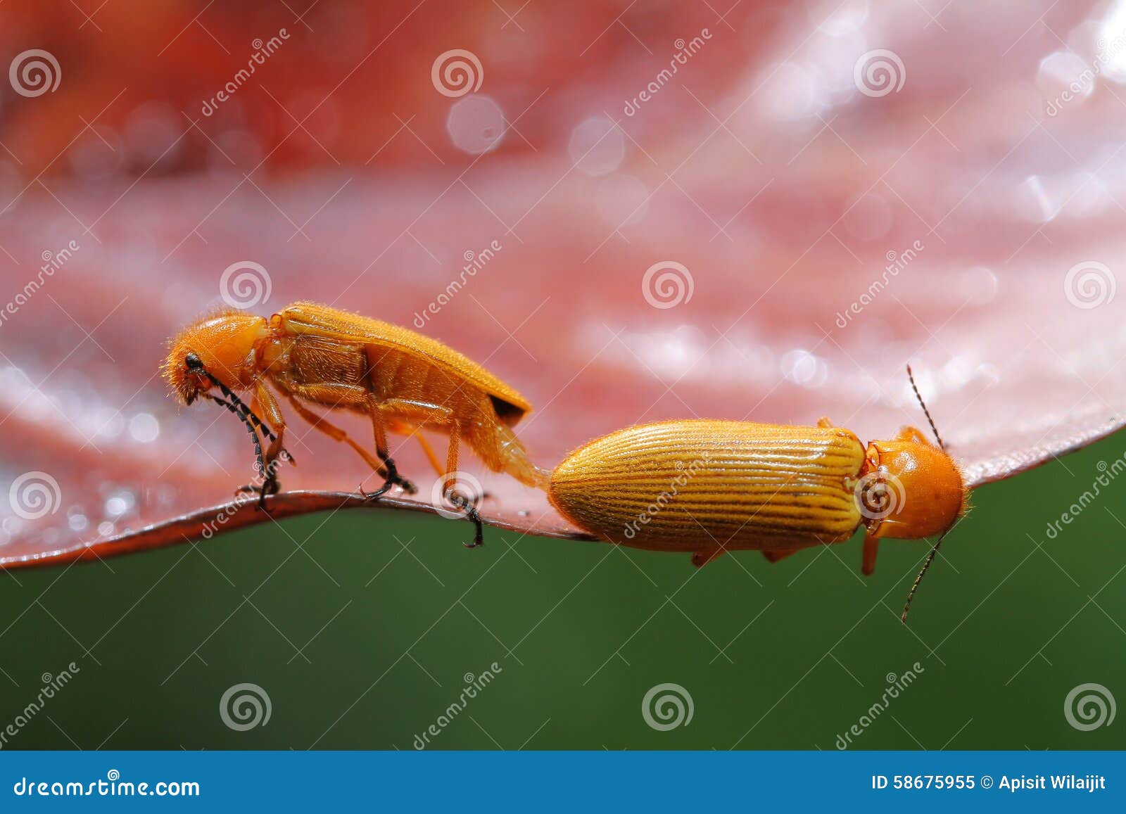 Firefly stock image. Image of leaf, macro, side, closeup - 58675955
