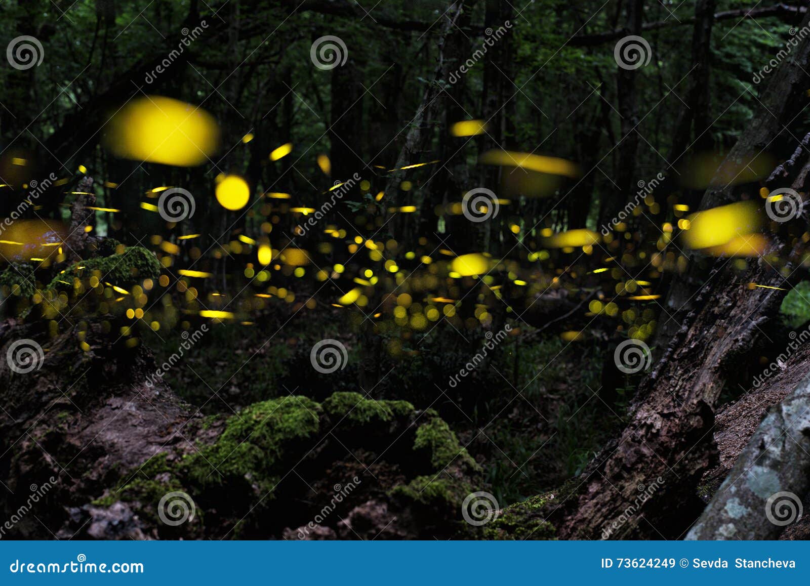 Firefly Or Fireflies Flying In The Forest At Night Time In Prachinburi ...