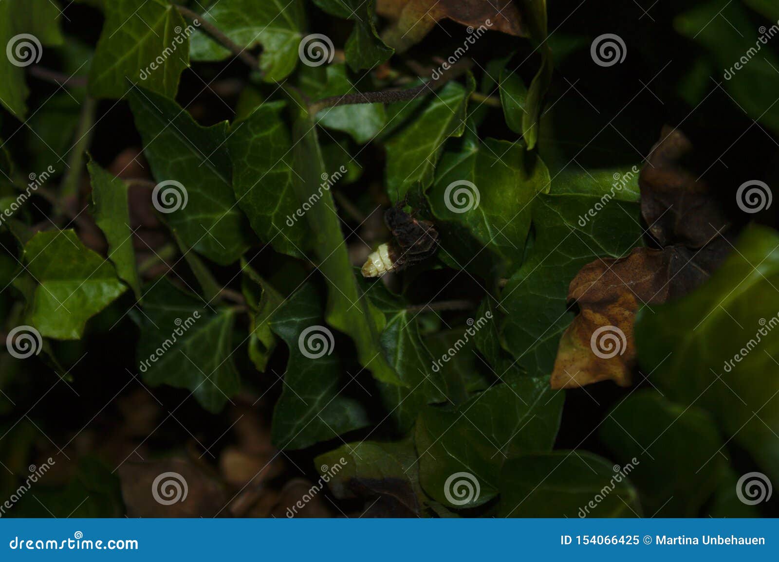 Firefly by Night in the Garden Stock Image - Image of outdoor, night ...