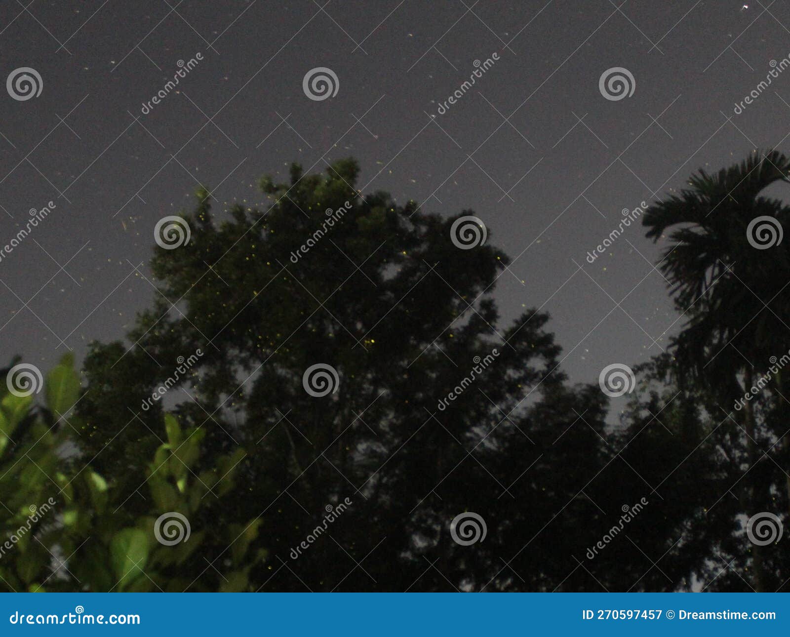 Firefly and stars at night stock image. Image of darkness - 270597457