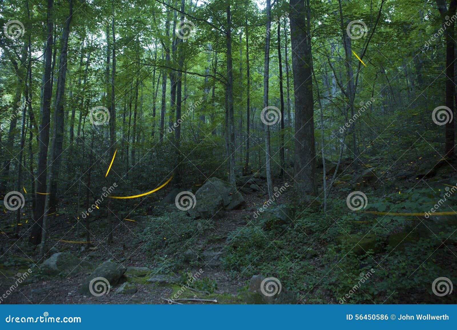 Firefly Trails at Night in Forest Stock Photo - Image of firefly ...