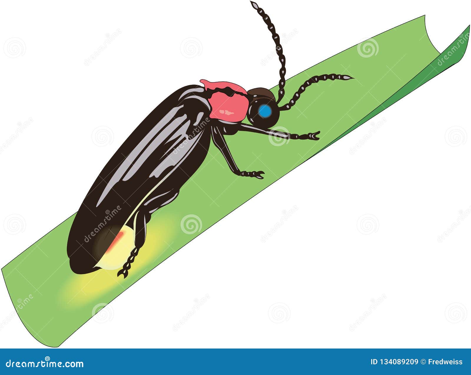 Firefly Vector Illustration Stock Vector - Illustration of animal, fire ...