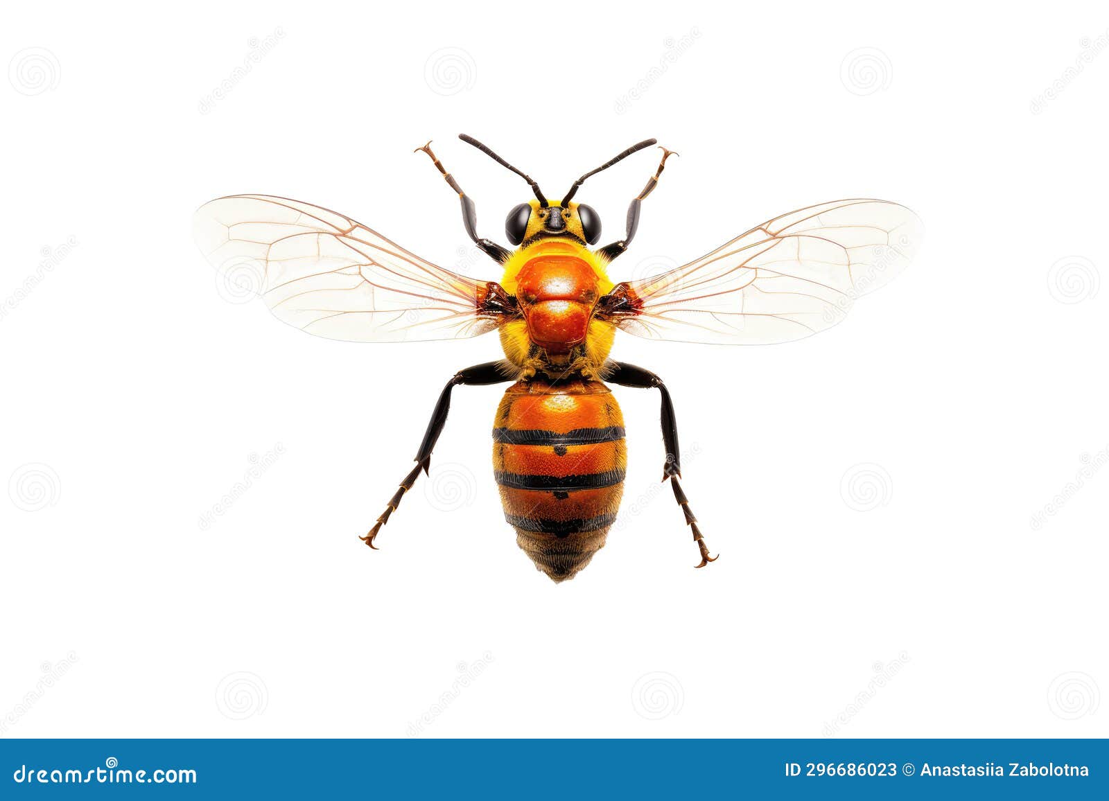 Firefly on White Background Stock Illustration - Illustration of calm ...