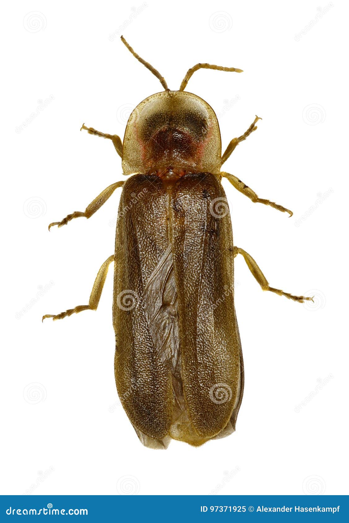 Lampyridae Firefly Larvae - Young Beetle Insect Royalty-Free Stock ...