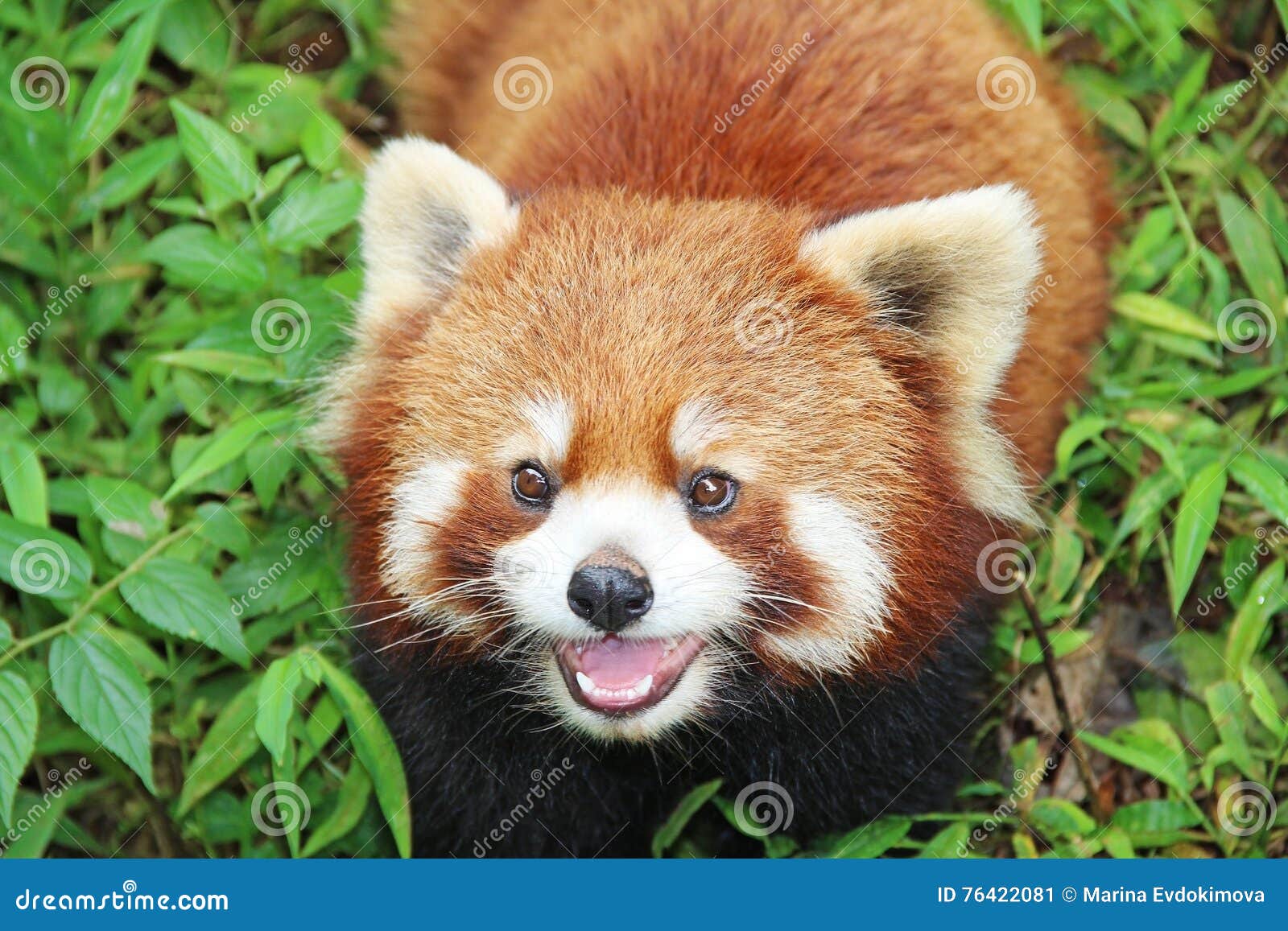 Firefox, De Rode Panda in Chengdu, China Stock Afbeelding - Image of ...
