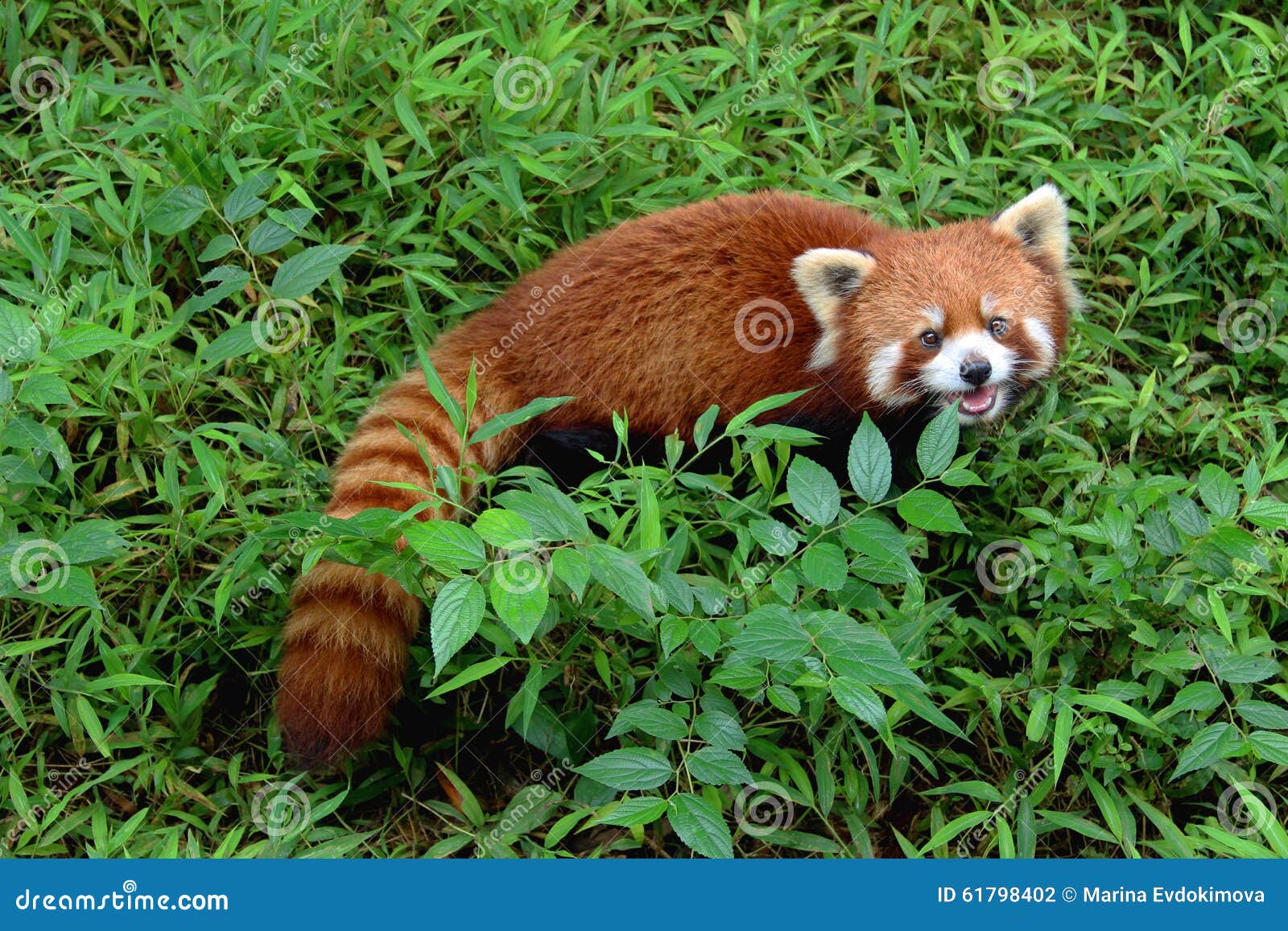 Firefox, the Red Panda in Chengdu, China Stock Photo - Image of bamboo ...