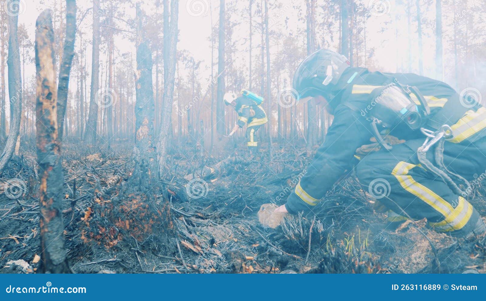 Fireman is Stroking a Rabbit on the Smoldering Forest Ground Stock ...