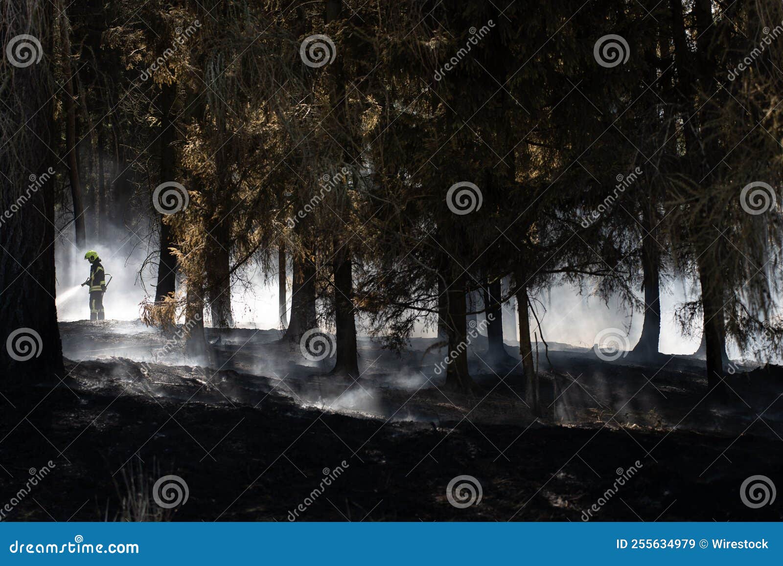 Fireman Watering a Mystical Forest Full of Trees Stock Image - Image of ...