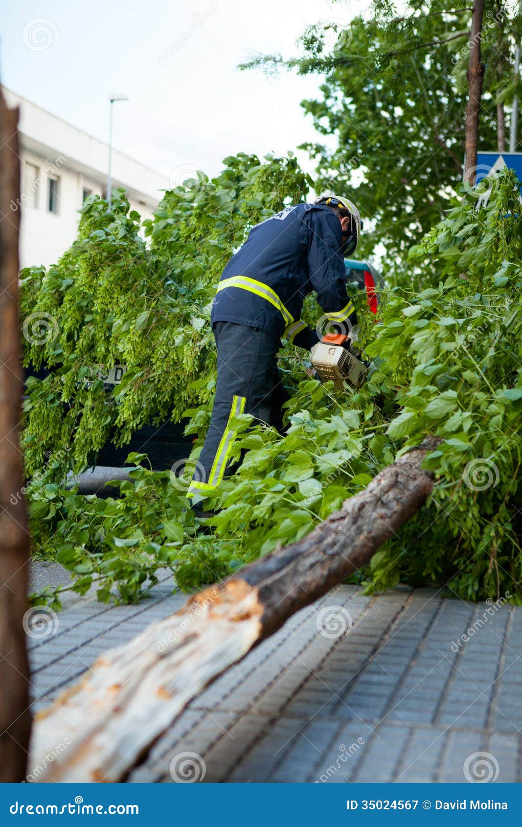 Fireman Working in a Broken Tree after a Wind Storm. Stock Image ...
